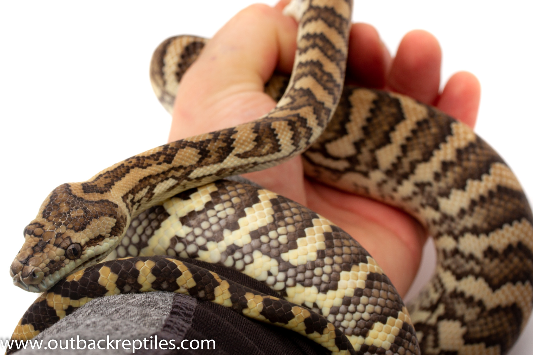 Coastal Carpet Adult Female-5712 | Outback Reptiles