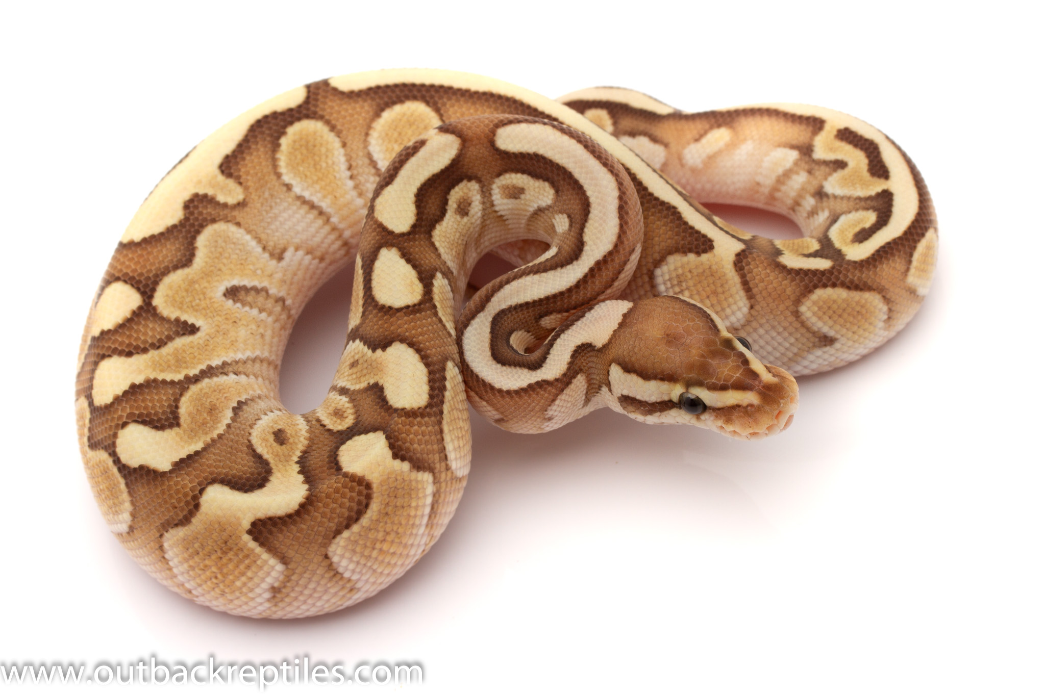 Fire Lesser Het Clown Male 115g-5534 | Outback Reptiles