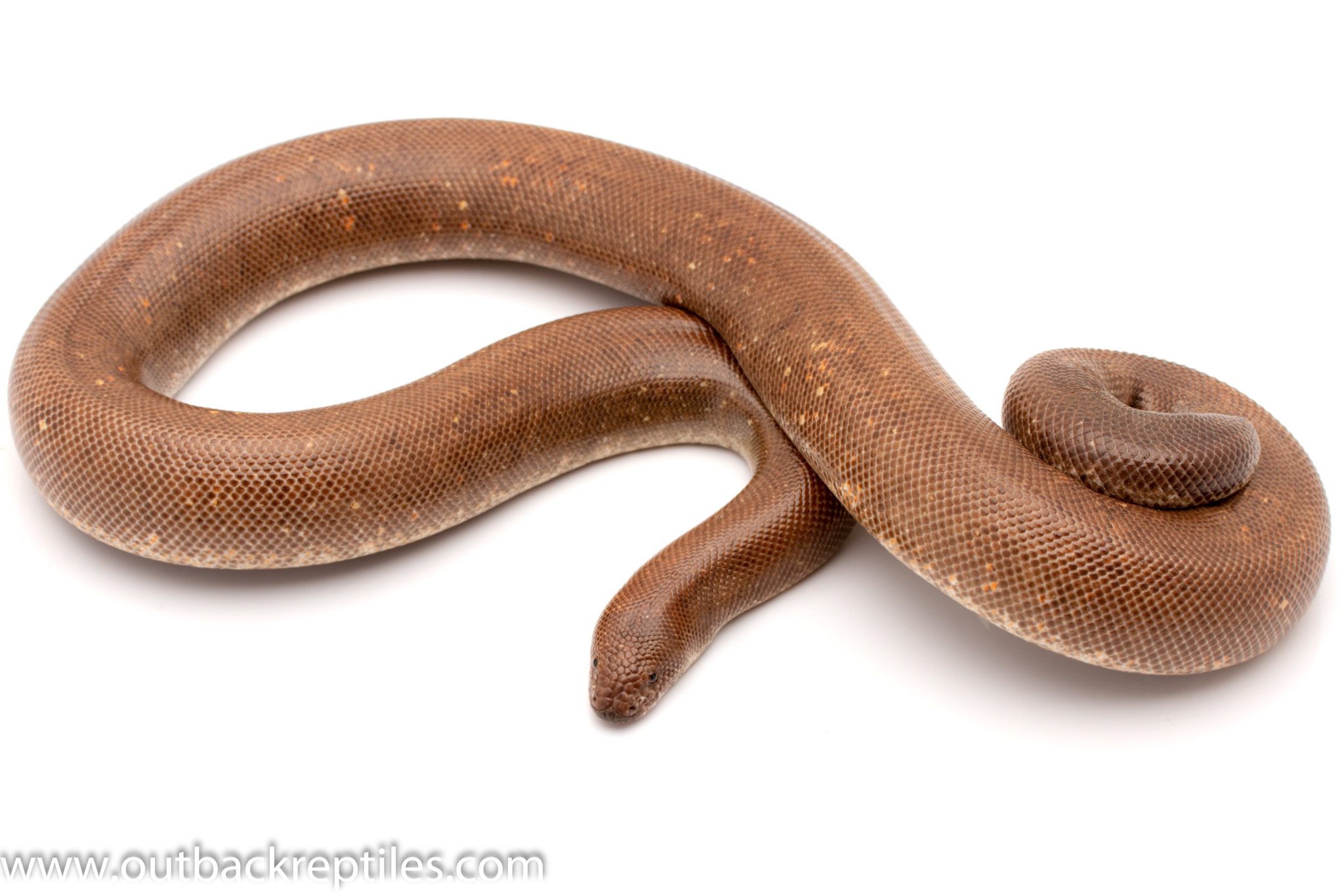 Indian Sand Boa Female 2-5863 | Outback Reptiles