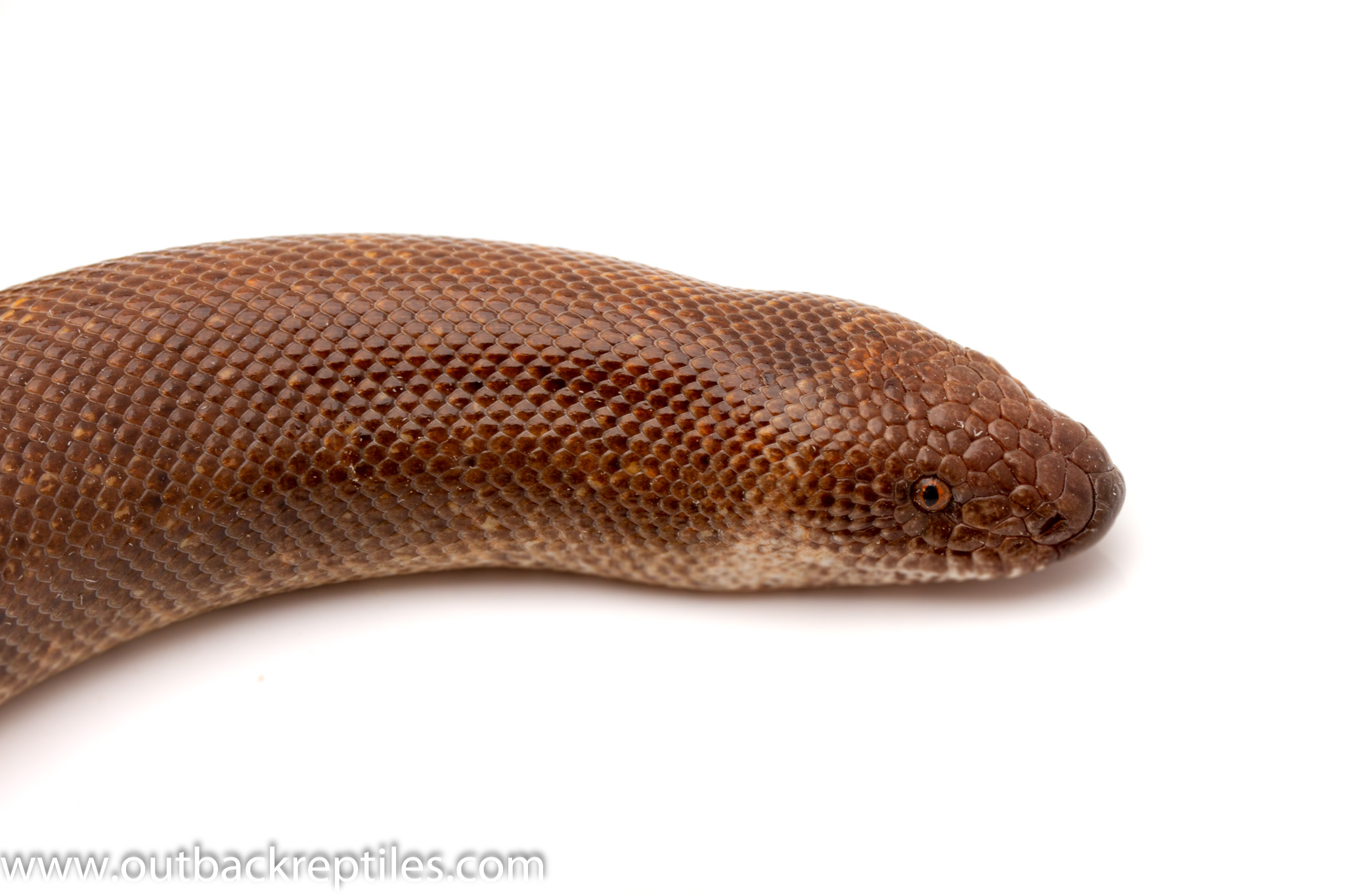 Indian Sand Boa Female head shot-5861 | Outback Reptiles