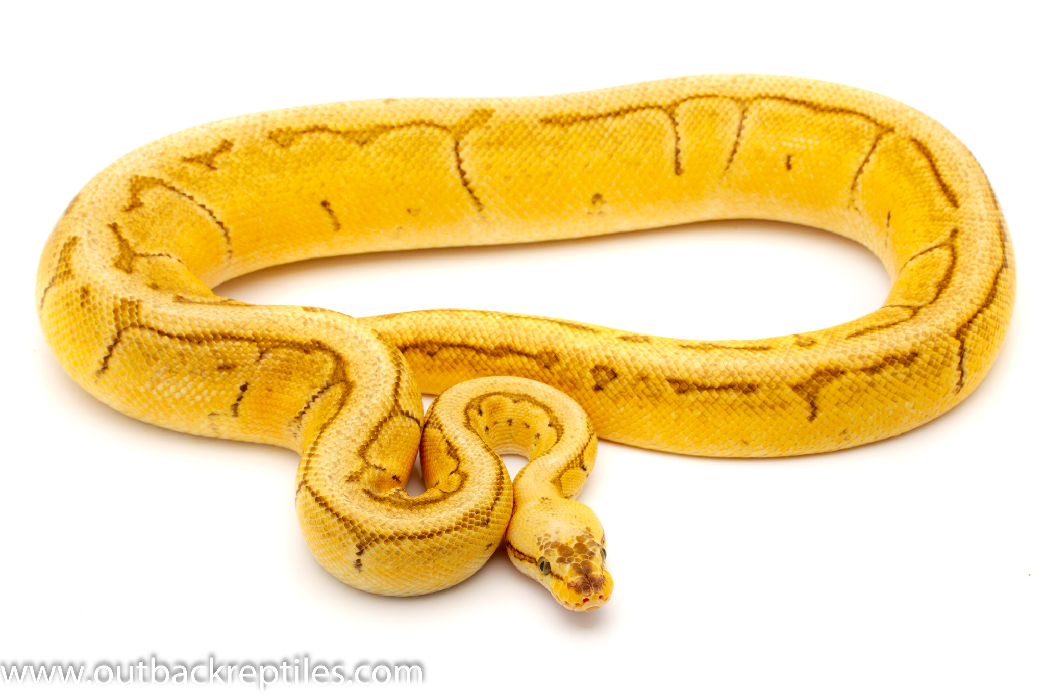 Killer Blast Enchi OD 675g Male-5761 | Outback Reptiles