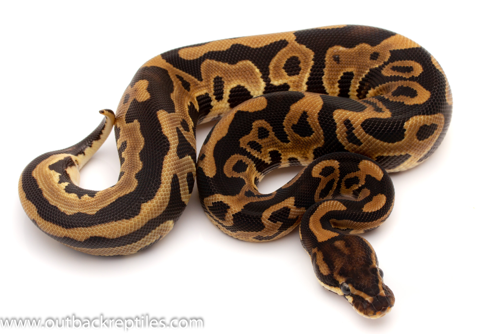 Leopard het VPI axanthic male -5902 | Outback Reptiles
