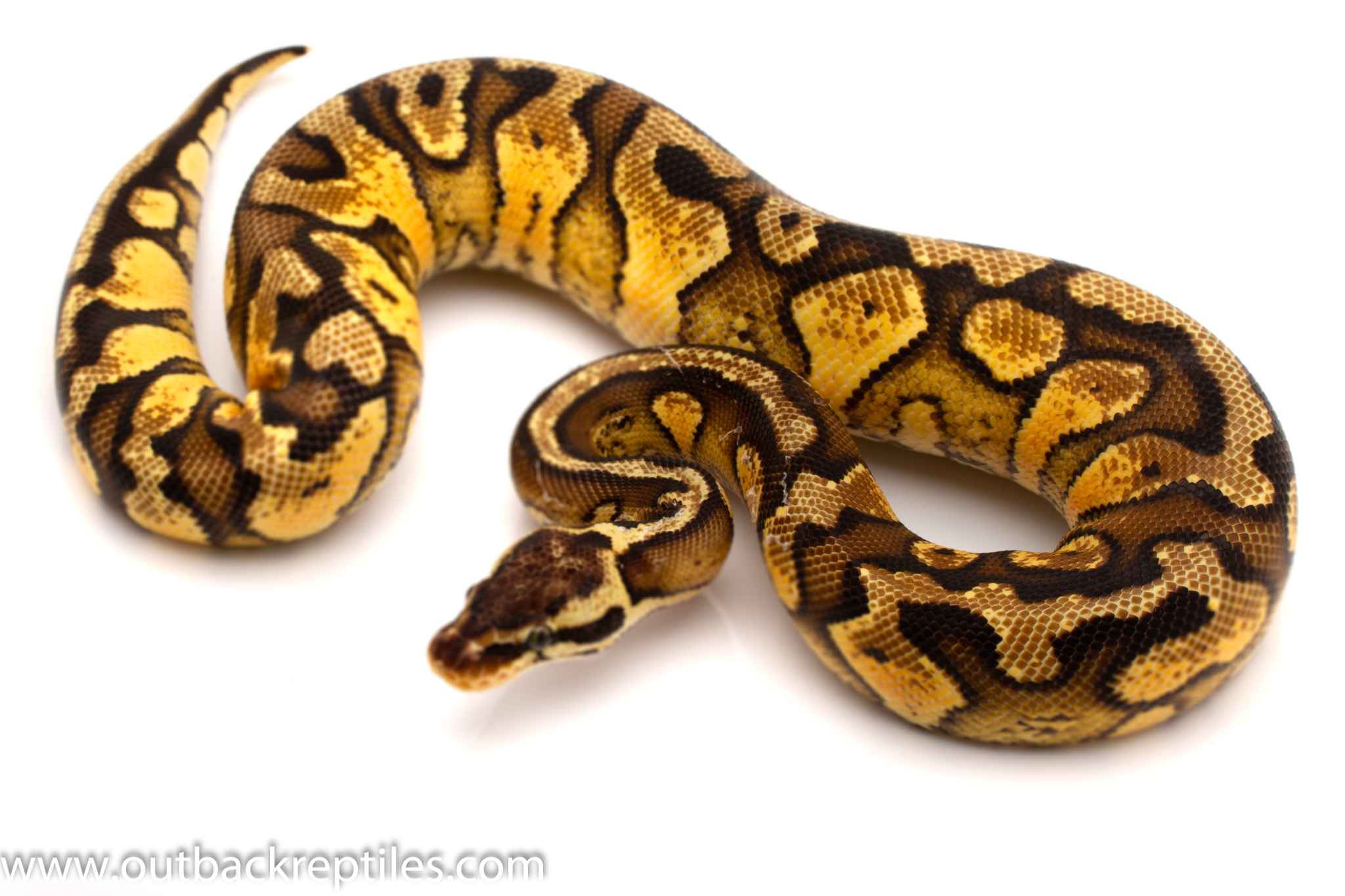 Pastel Yellow Belly Red Stripe Male 325g-5552 | Outback Reptiles
