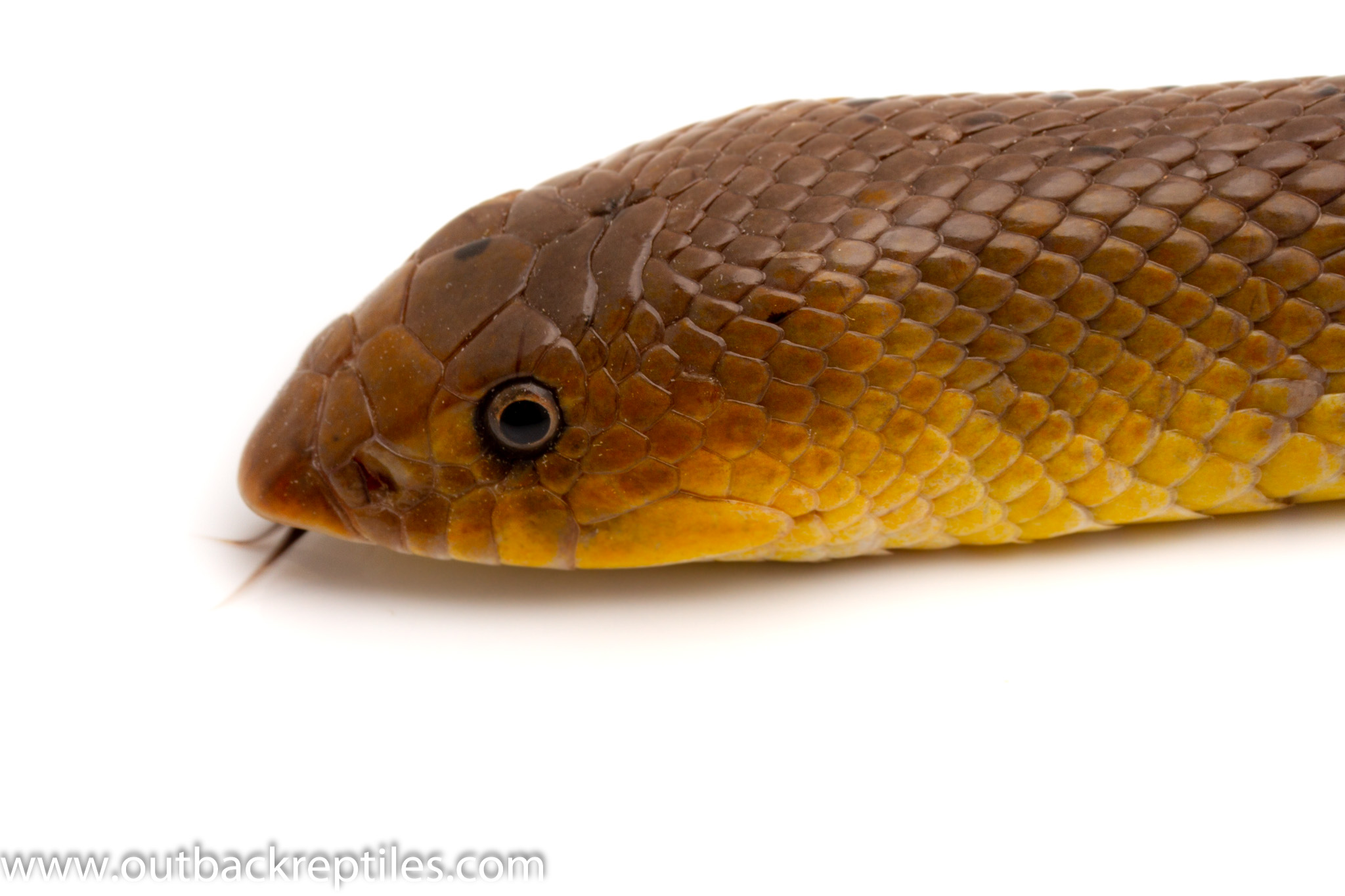 Scaphiophis Hooked Nose Snake Adult Female 2-5706 | Outback Reptiles