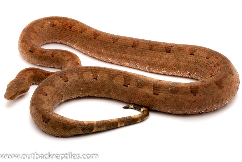 Solomon Island Ground Boa Female 4-5685 | Outback Reptiles