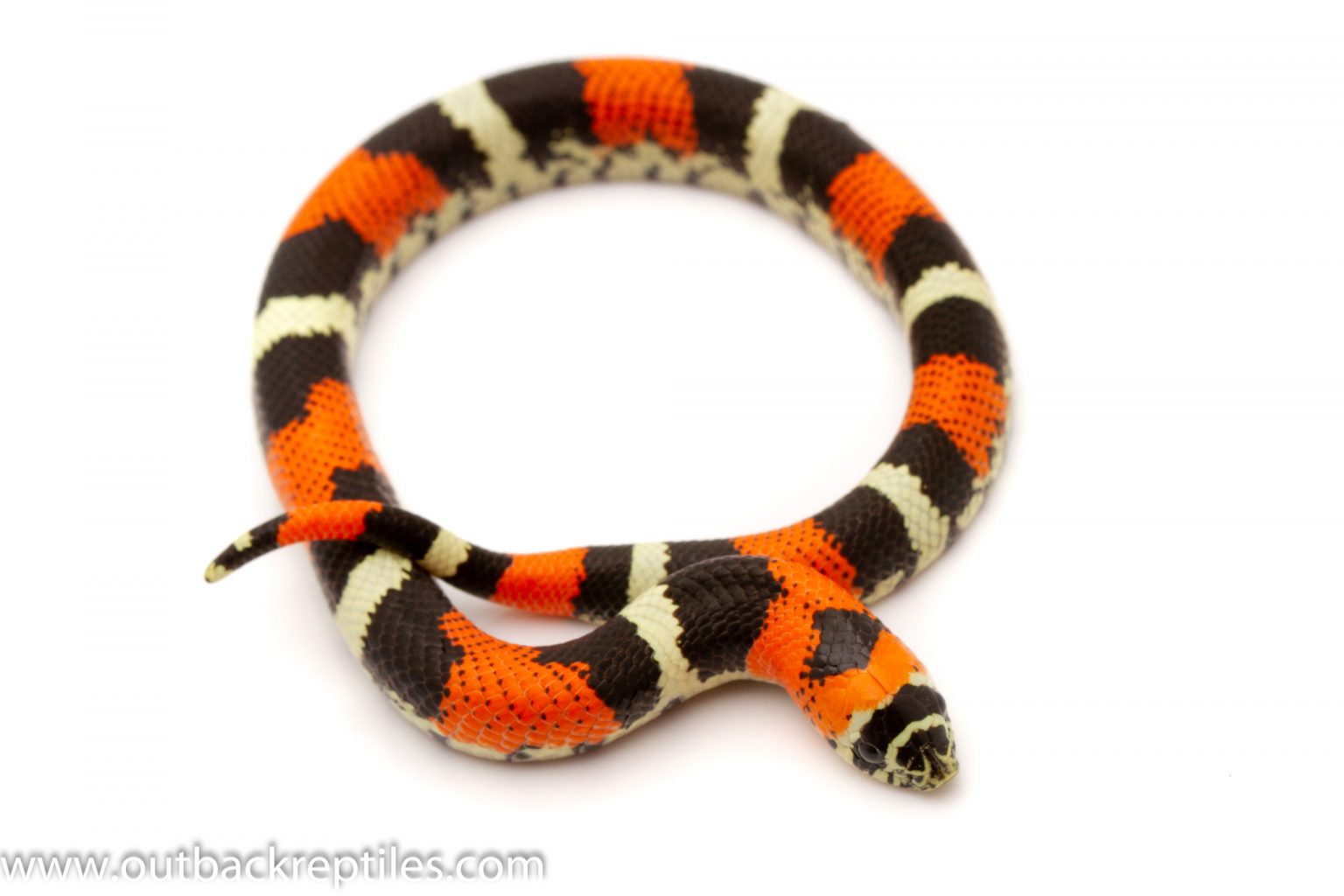 Colubrids | Outback Reptiles