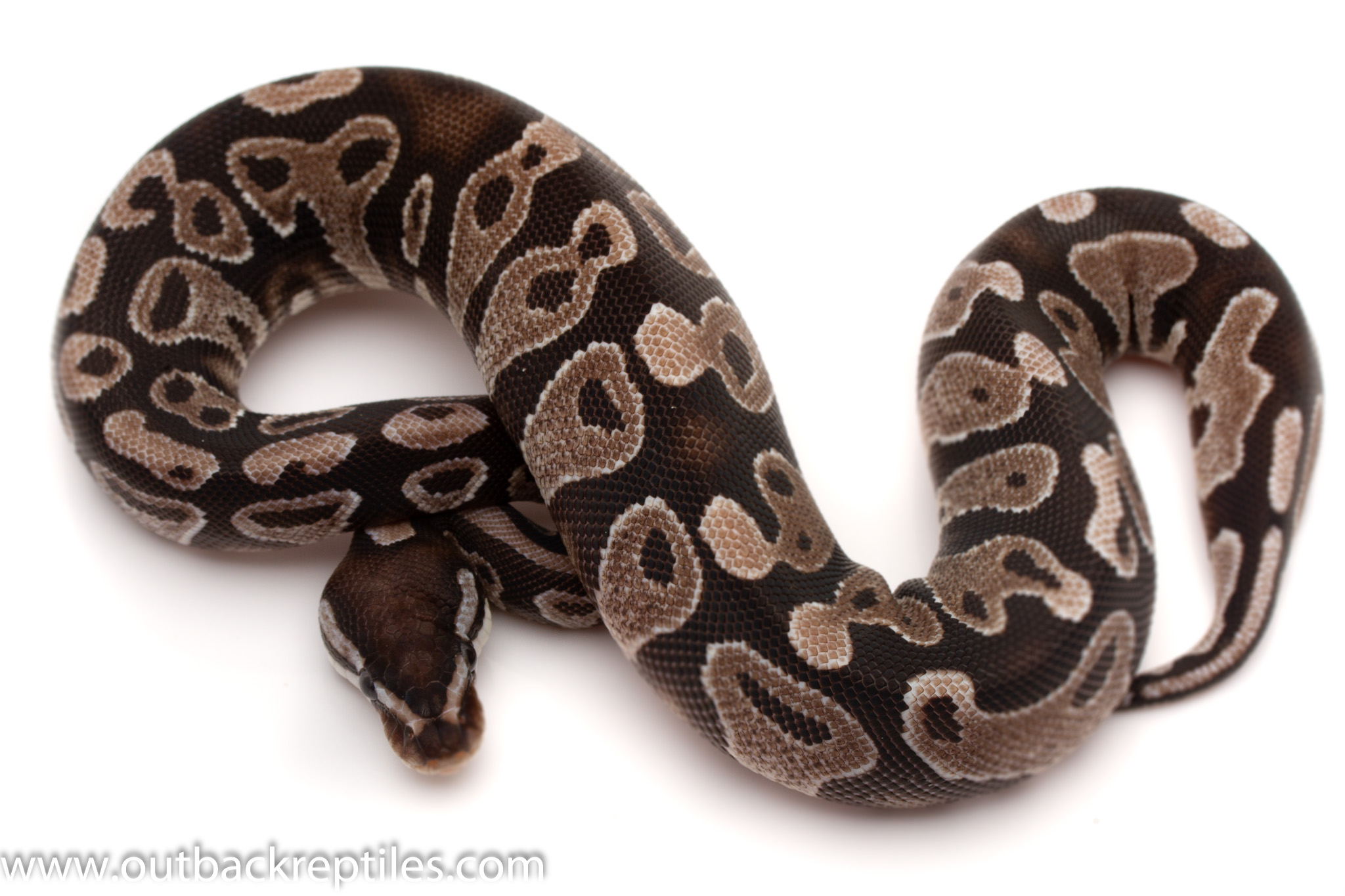 VPI Axanthic Yellow Belly Female -5894 | Outback Reptiles