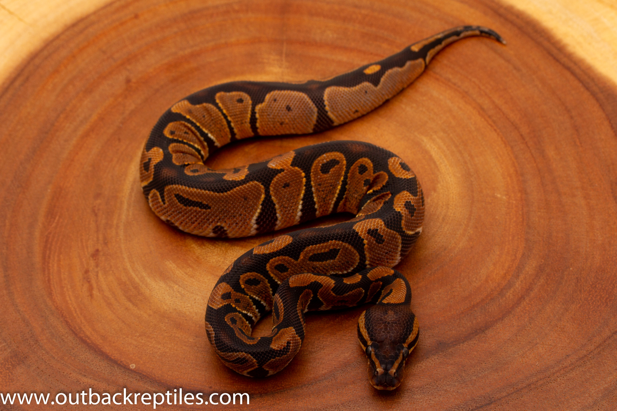355 Orange Granite Male 100g | Outback Reptiles