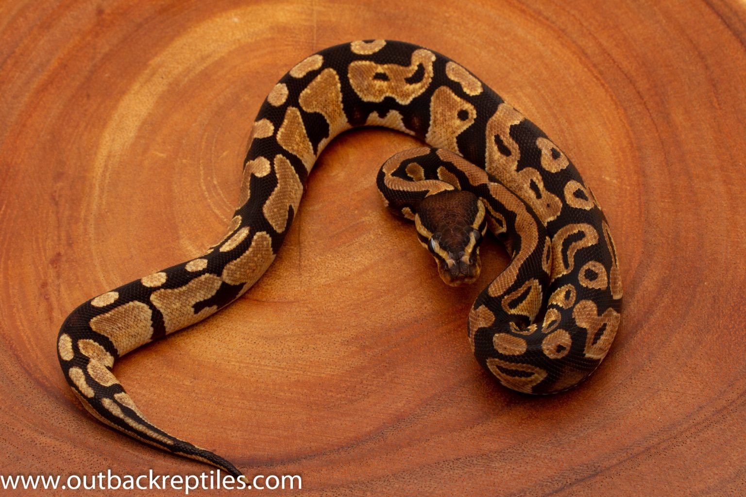 Out of Africa Ball Pythons | Outback Reptiles