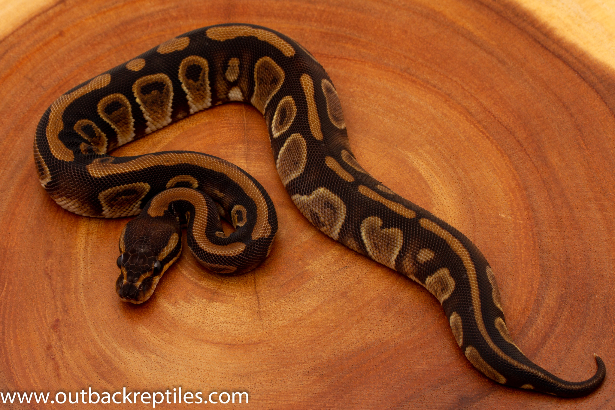 360 Special Wookieish Female 96g | Outback Reptiles