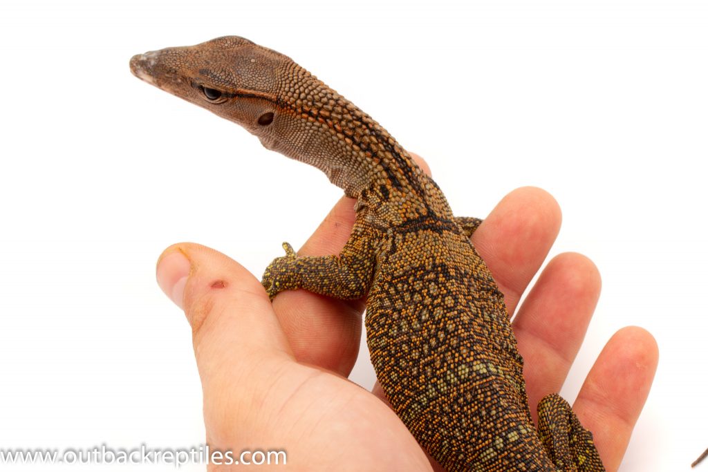 Black Rough Neck Monitor -6262 | Outback Reptiles