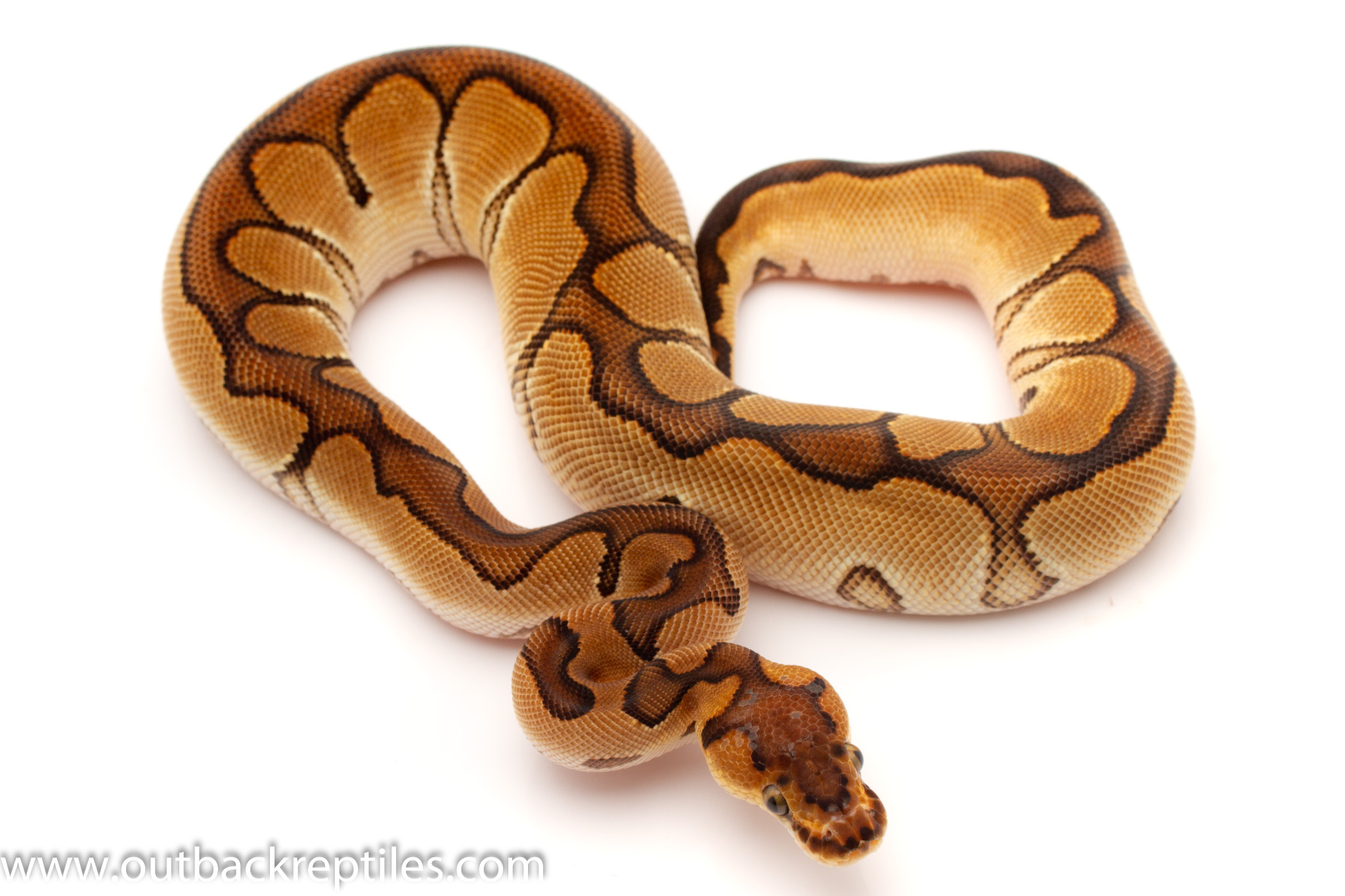 Enchi Clown Male 152g-6350 | Outback Reptiles