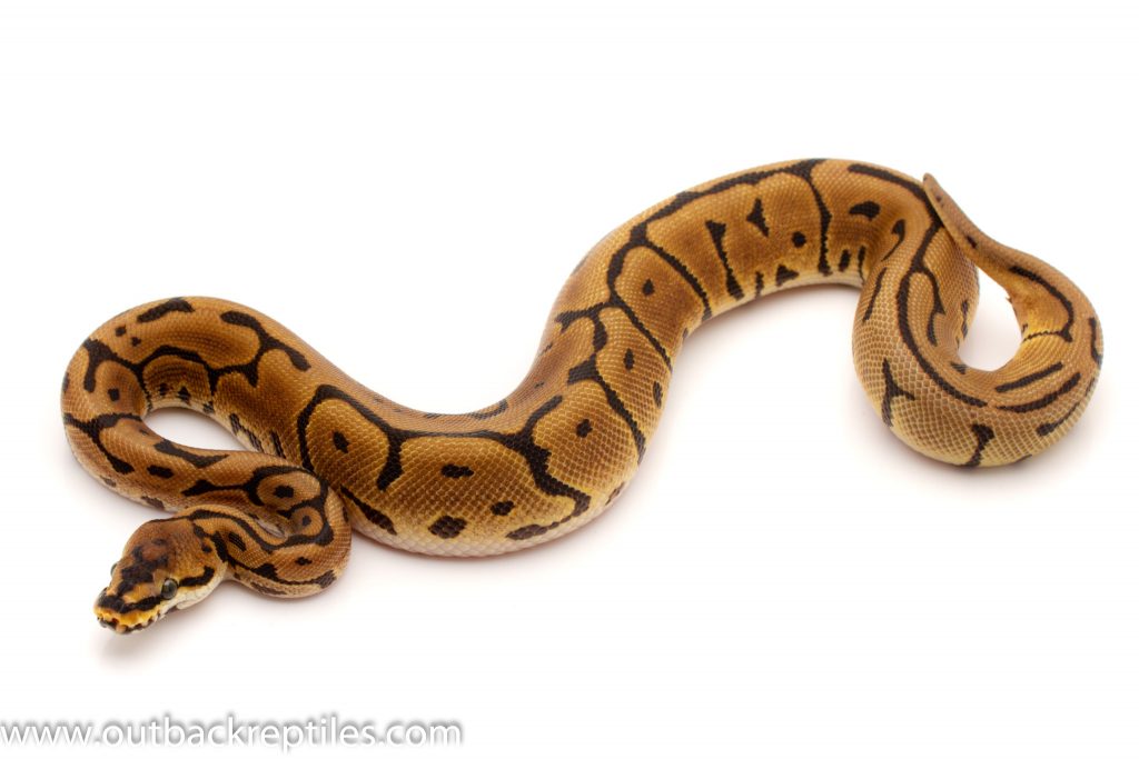 Leopard spider Male 146g-6320 | Outback Reptiles