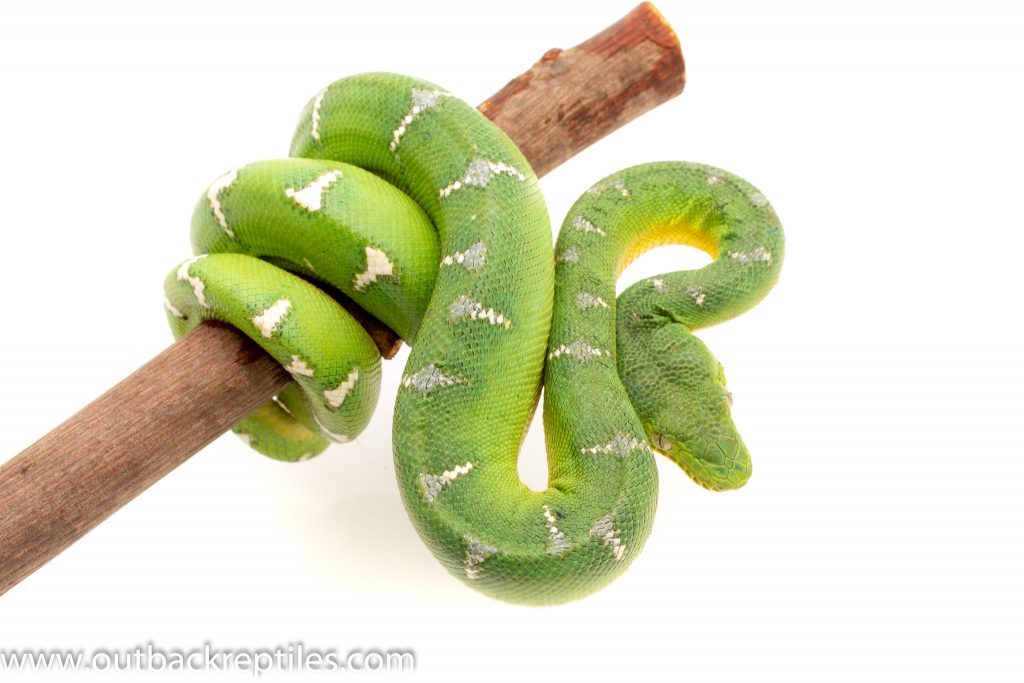 Male Emerald Tree Boa -6292 | Outback Reptiles