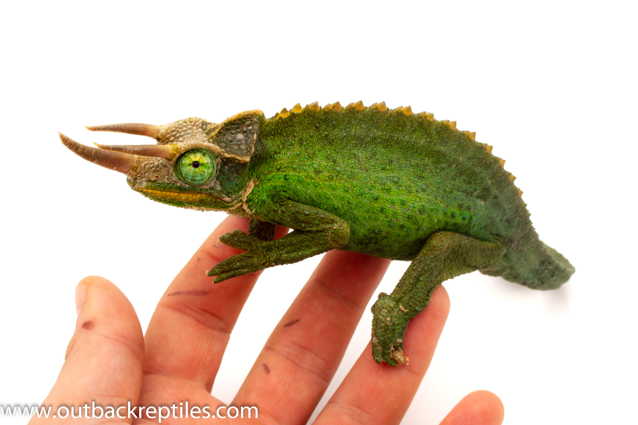 Male Jacksons Chameleon-6267 | Outback Reptiles