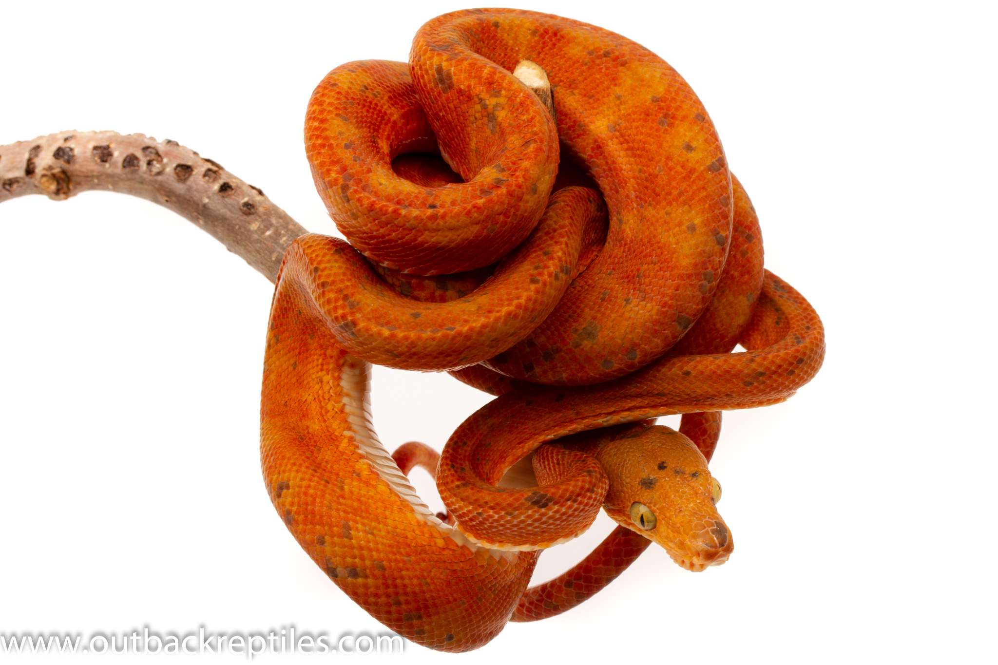 Male Orange Amazon tree boa_ | Outback Reptiles