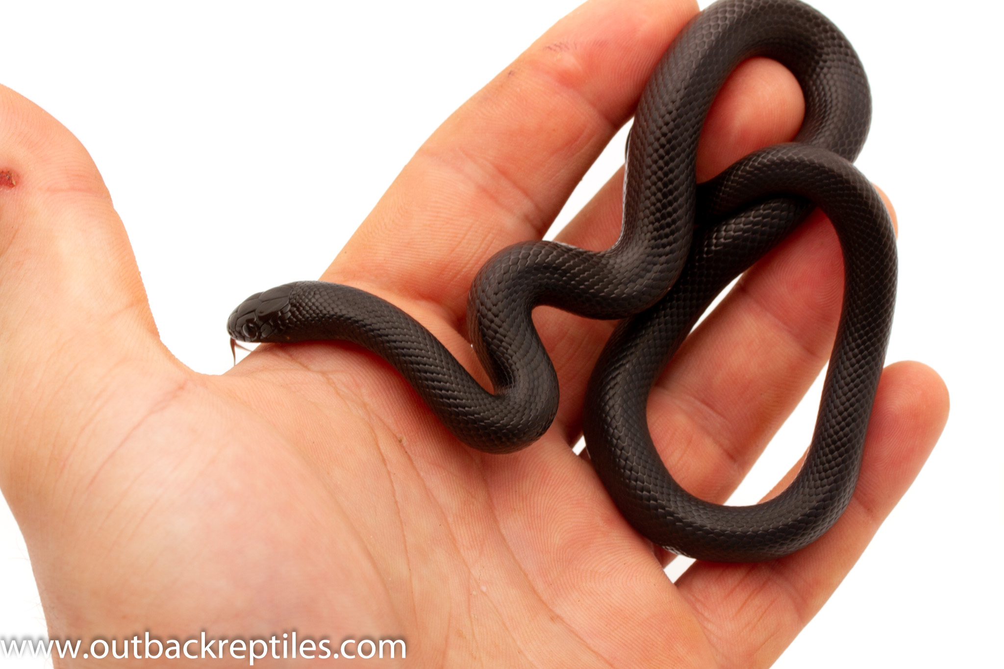 Colubrids | Outback Reptiles