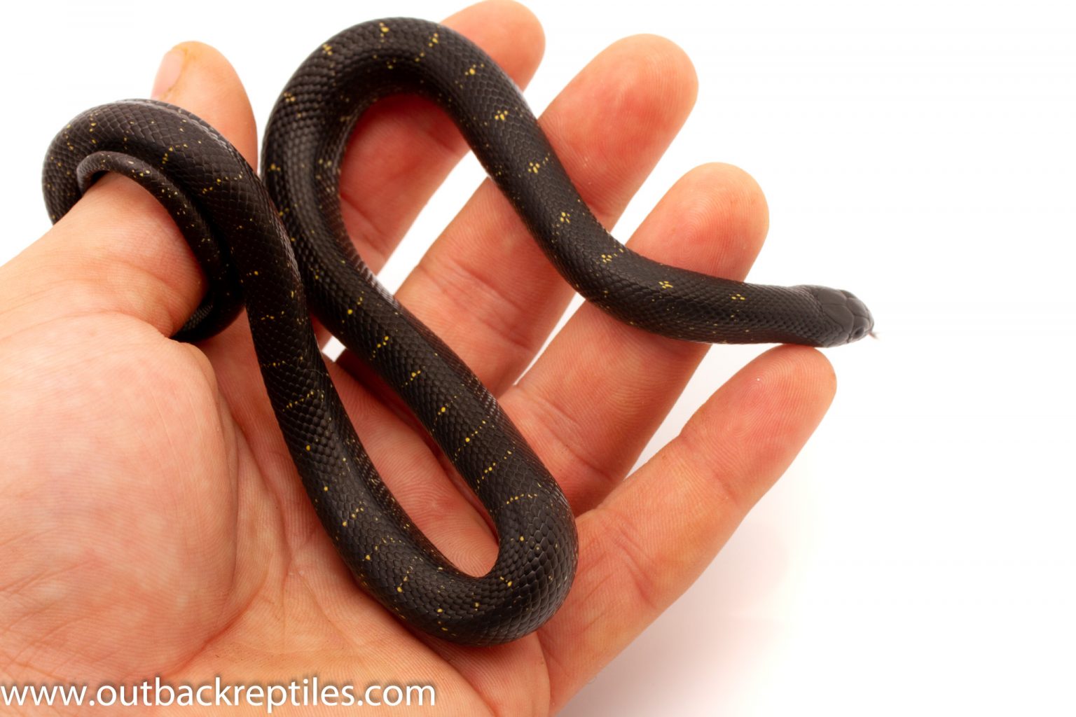 Colubrids | Outback Reptiles