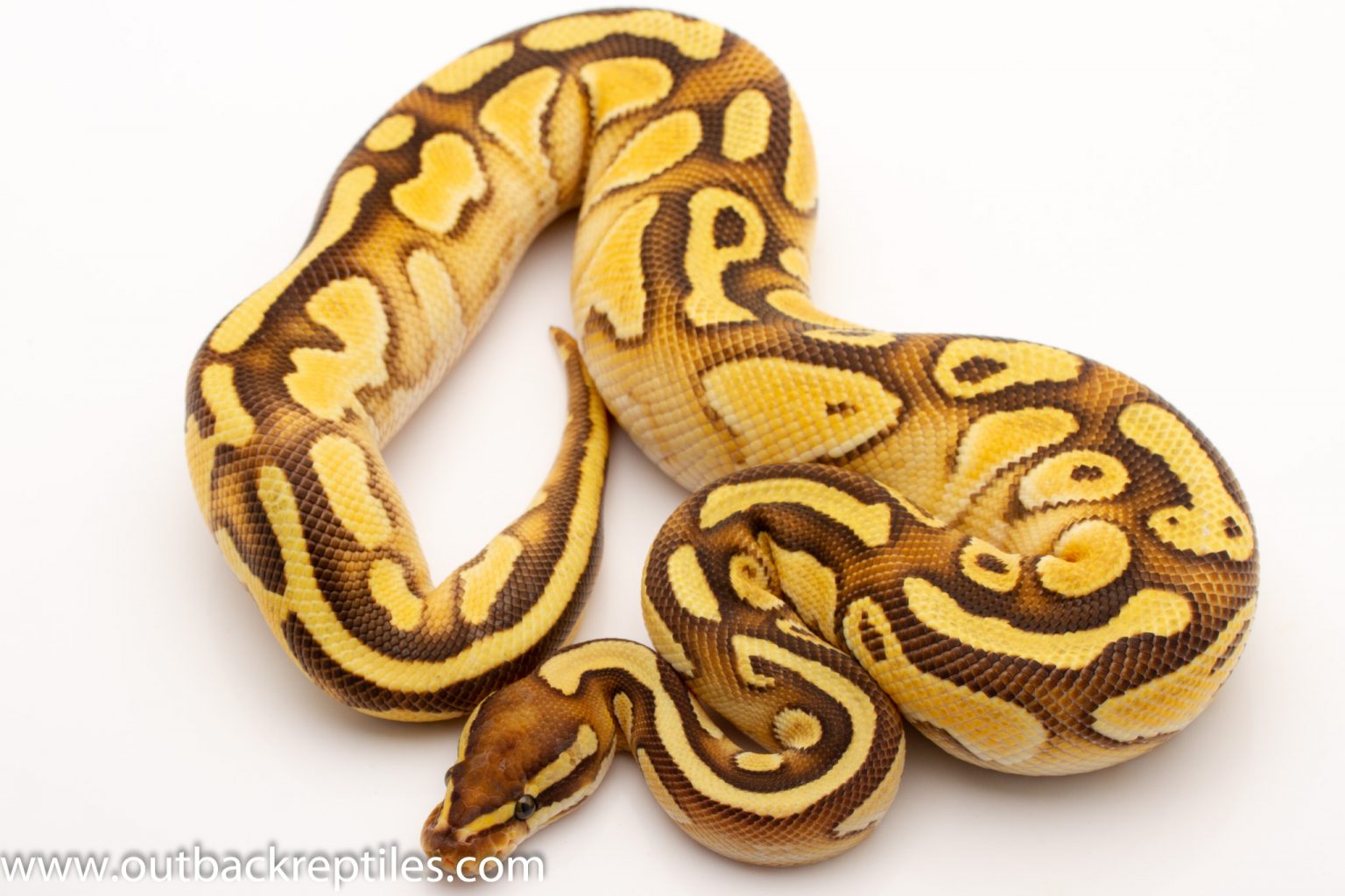 Ball Pythons for Sale | Outback Reptiles