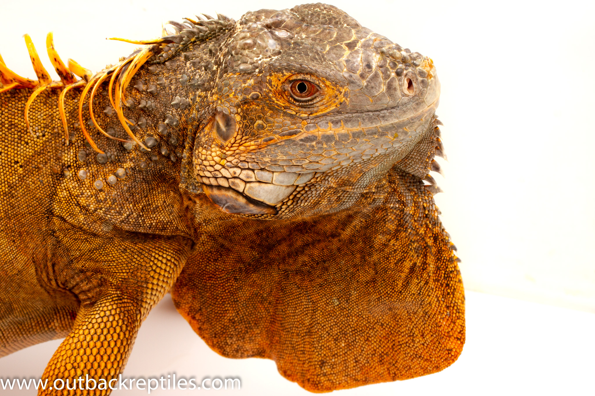 Red Iguana Adult-6352 | Outback Reptiles