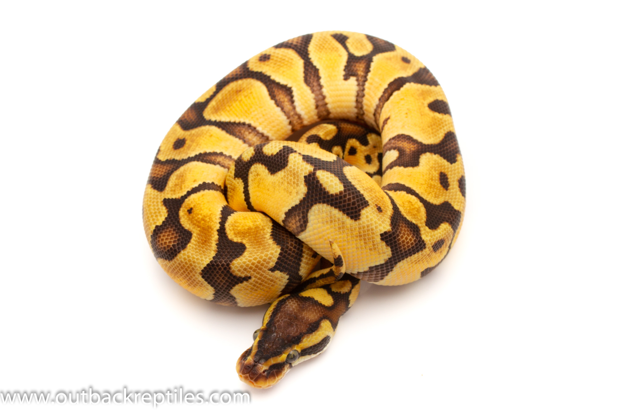 Female Pastel Enchi 170g | Outback Reptiles