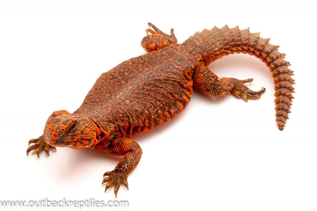 High Red uro | Outback Reptiles