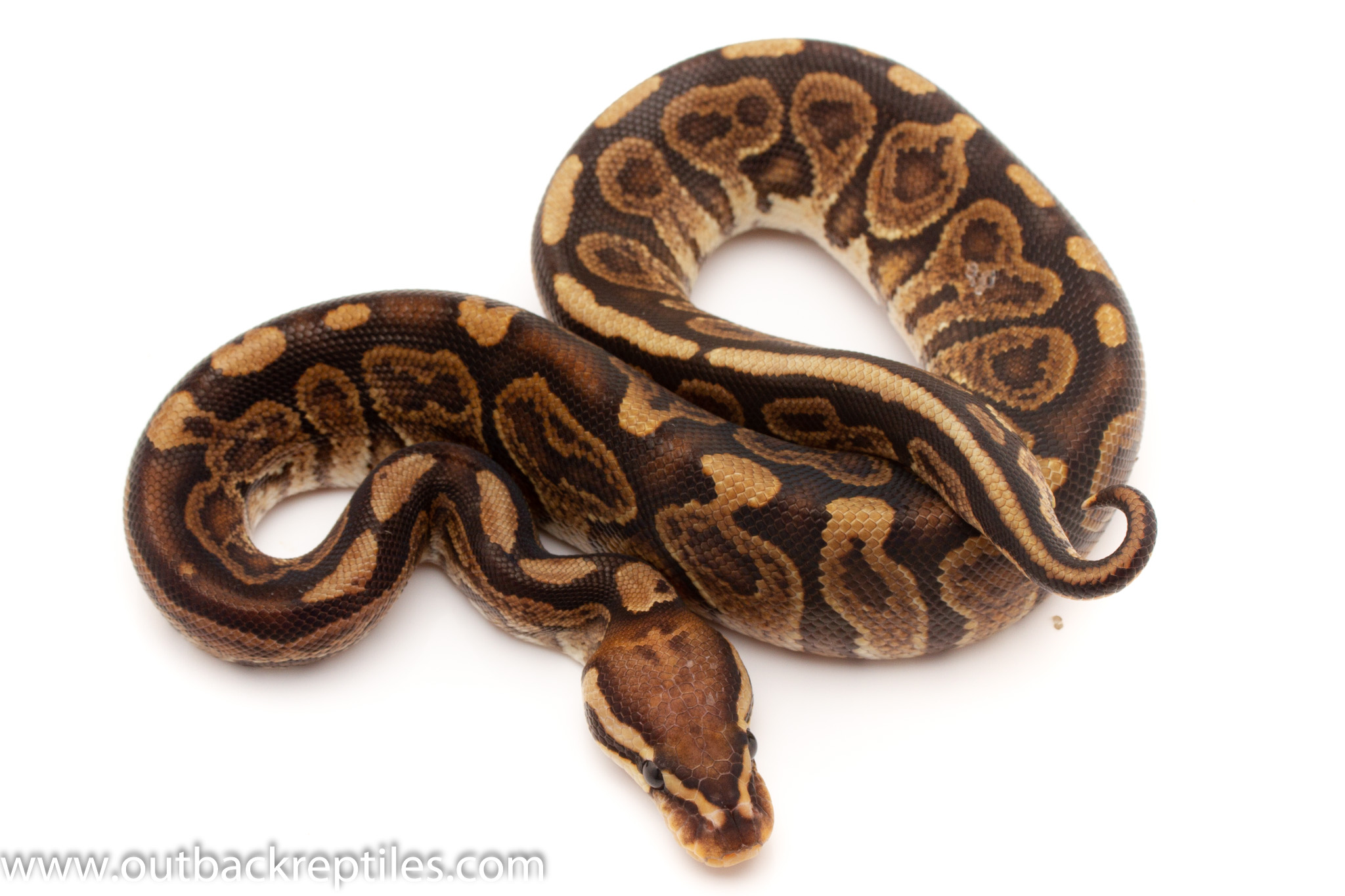 Red Axanthic Ball Python