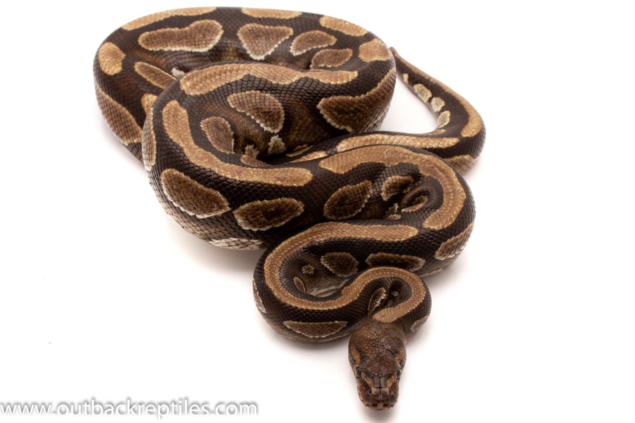 Striped Dark Blush Male #3 1036g-1 | Outback Reptiles