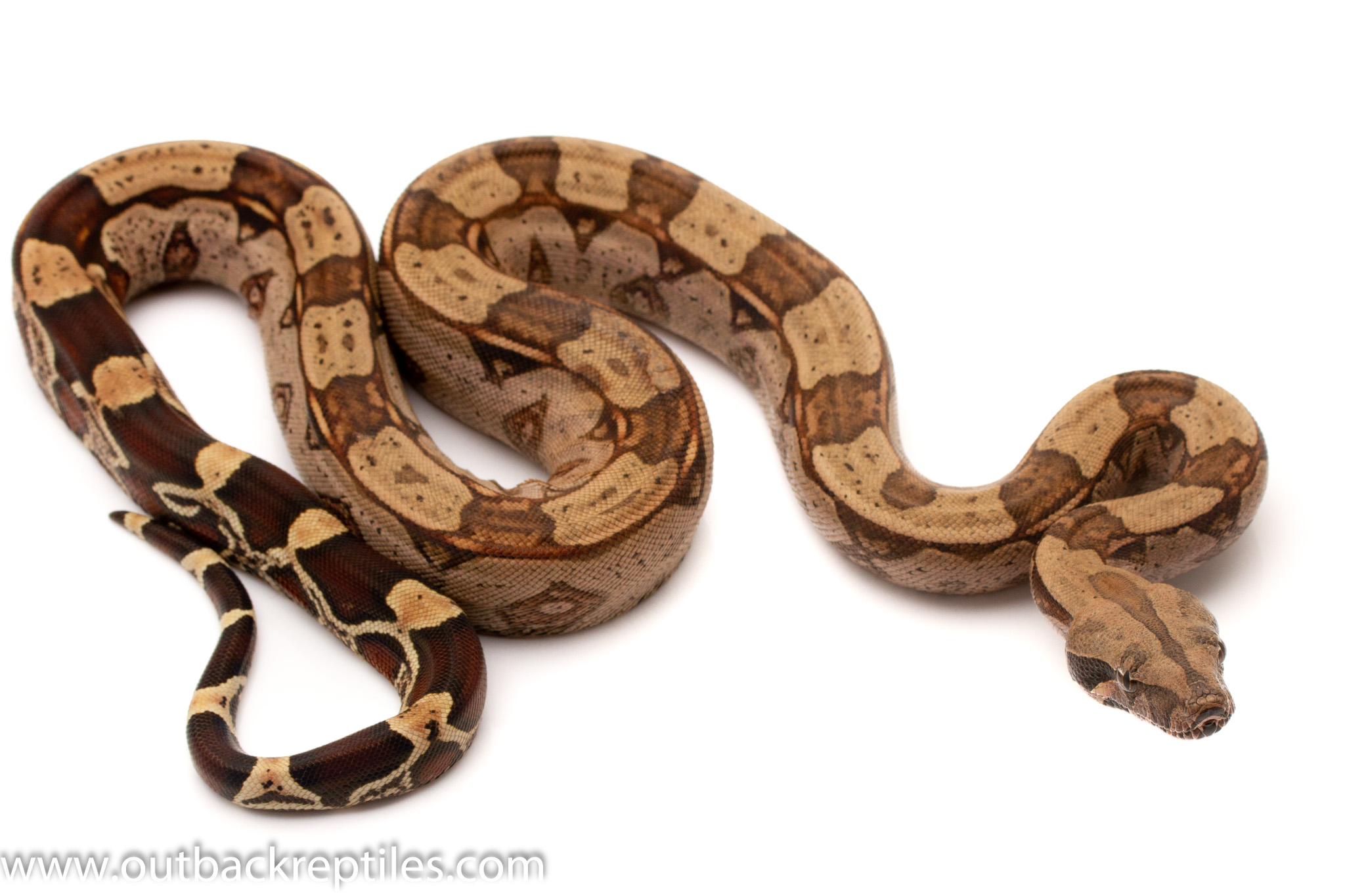 Unusual Suriname female 2-1 | Outback Reptiles