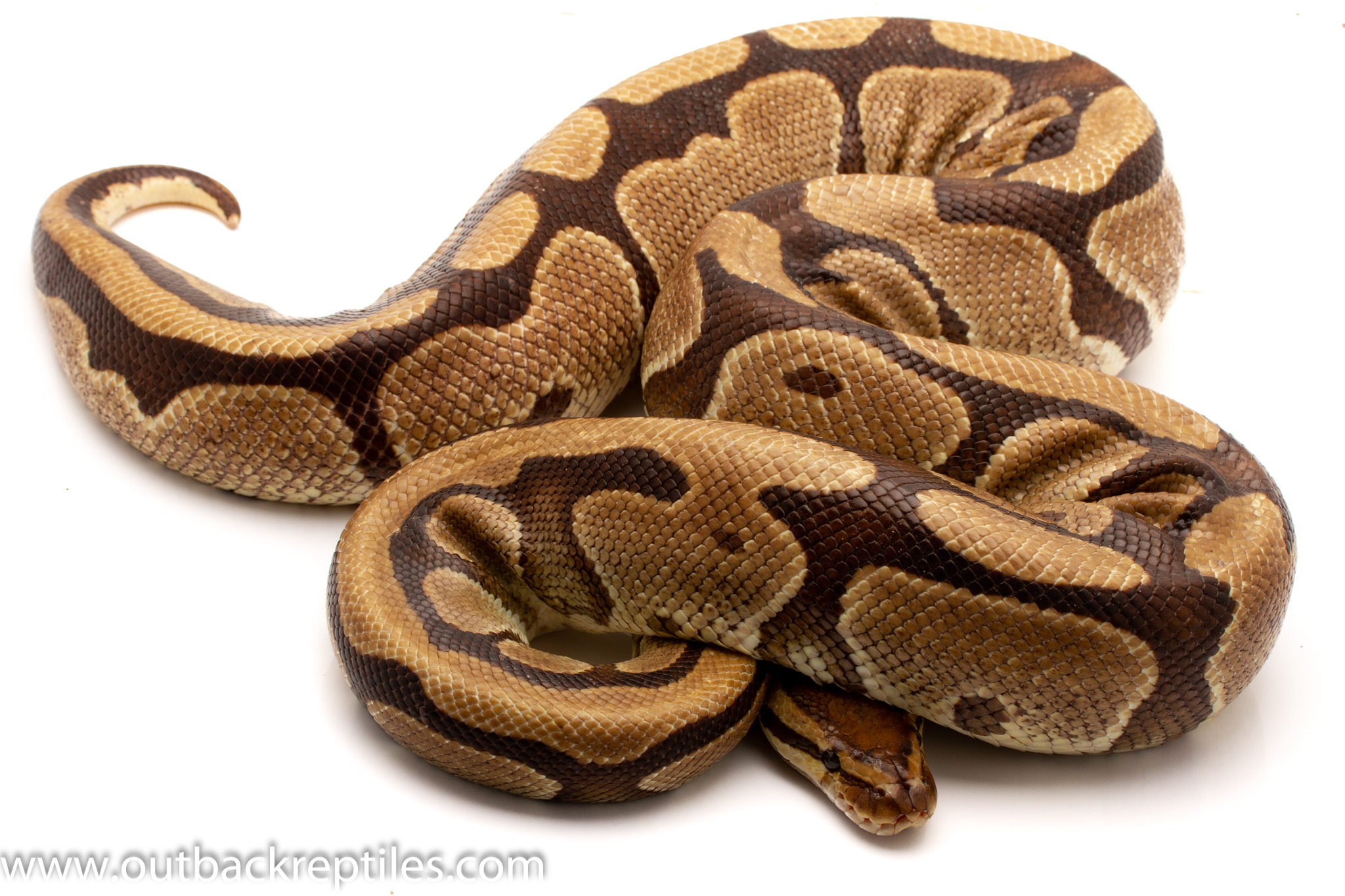 Volta | Outback Reptiles