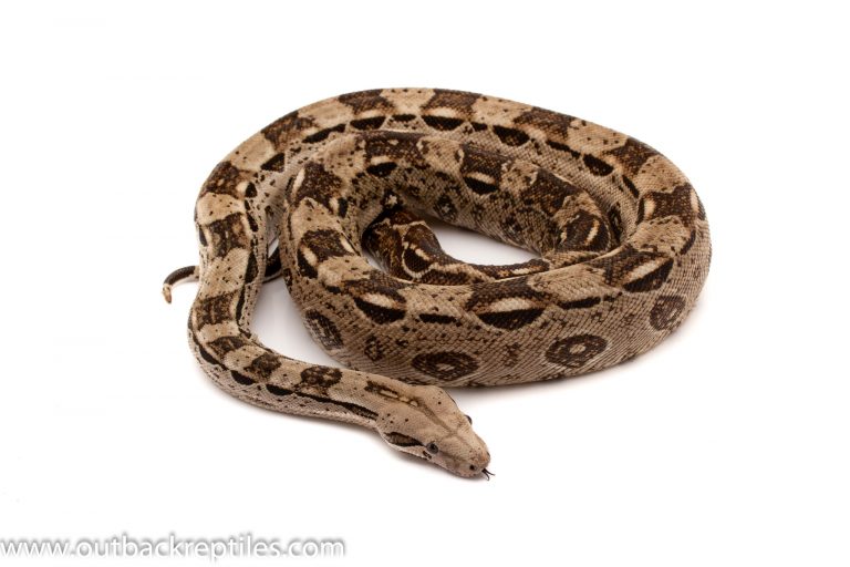 Outback Reptiles - Your Reptile One Stop Shop!