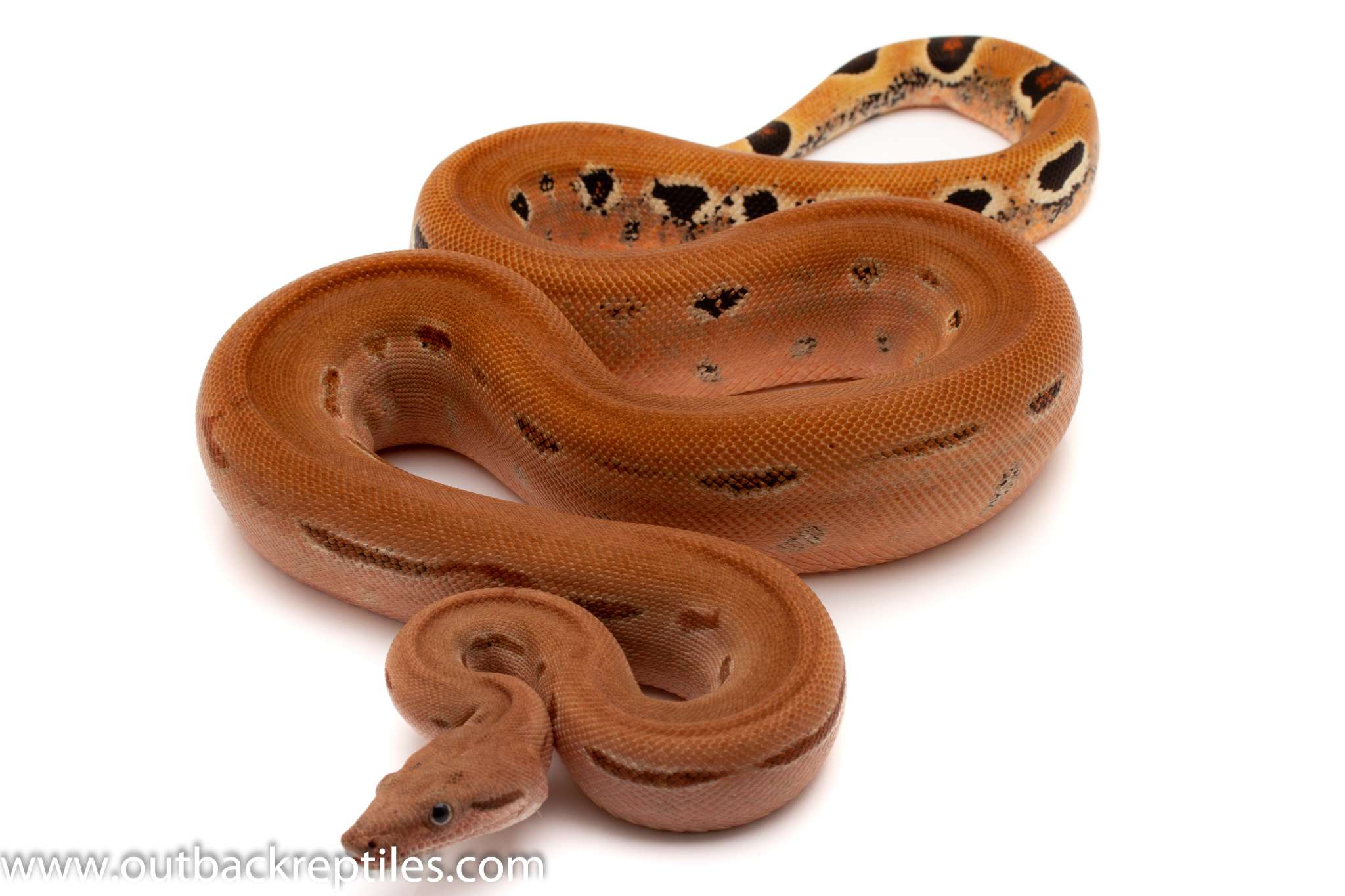 MScoria-1 | Outback Reptiles