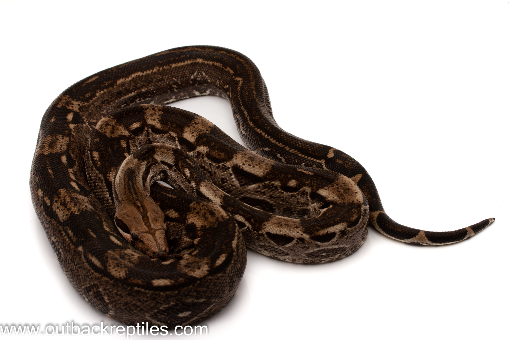 CayCaulk-Juv-F1 | Outback Reptiles