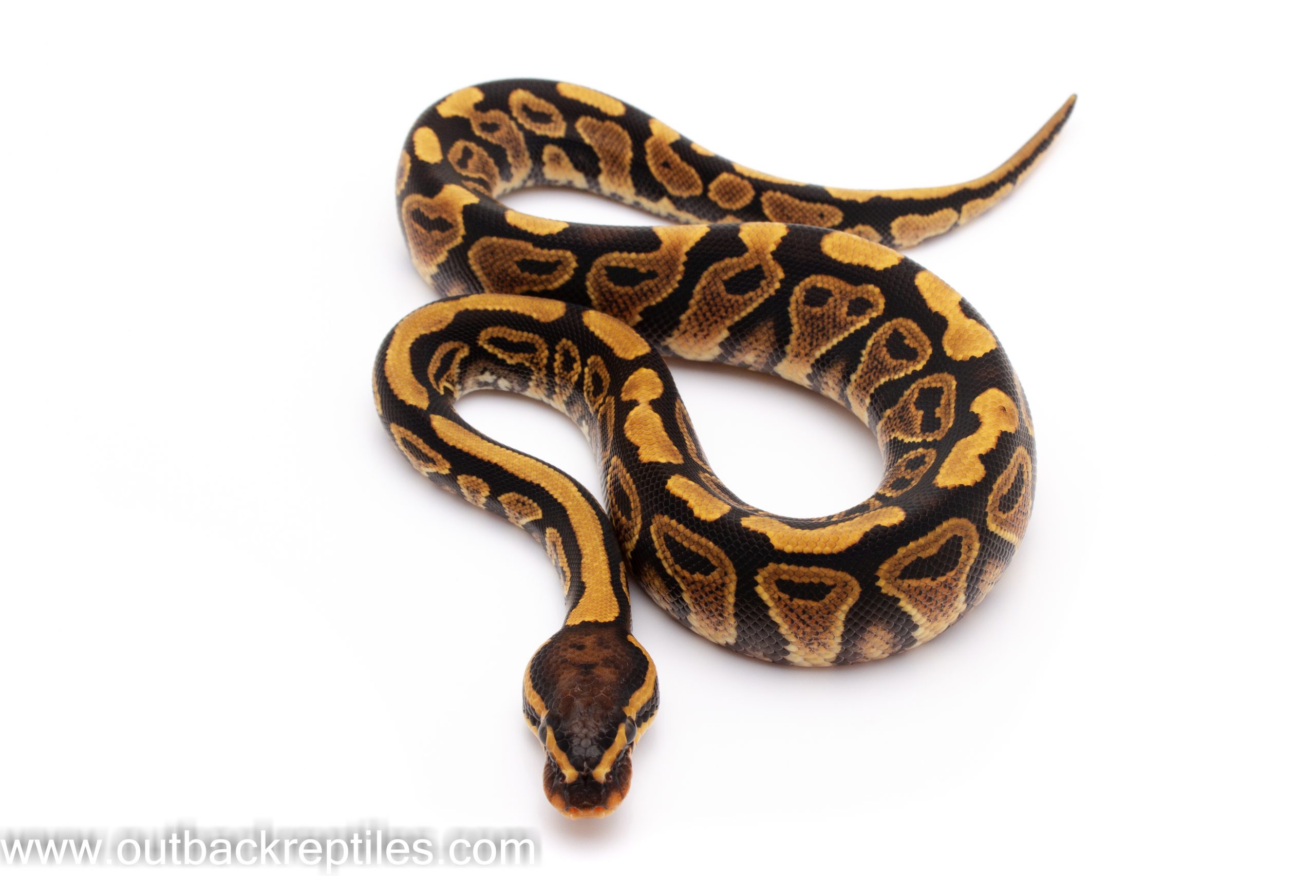 Ball Pythons (10 of 136) | Outback Reptiles