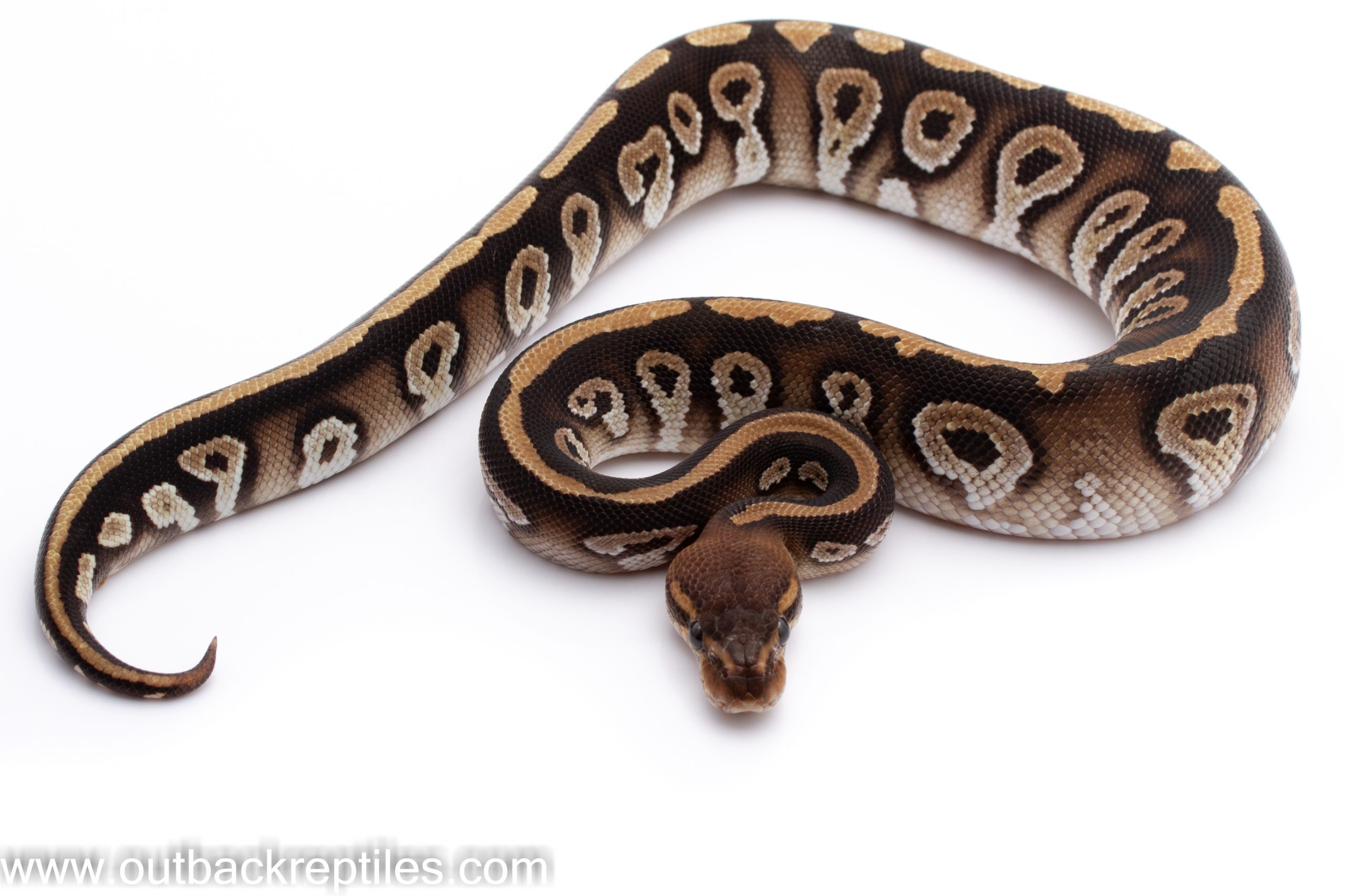 Ball Pythons (102 of 136) | Outback Reptiles