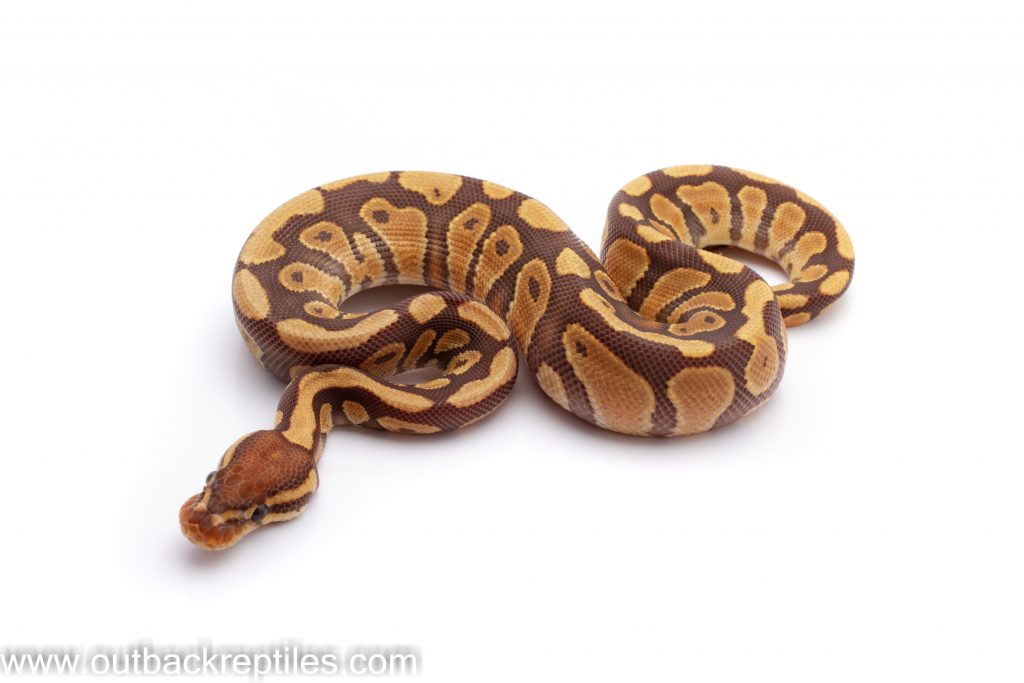 Ball Pythons (110 of 136) | Outback Reptiles