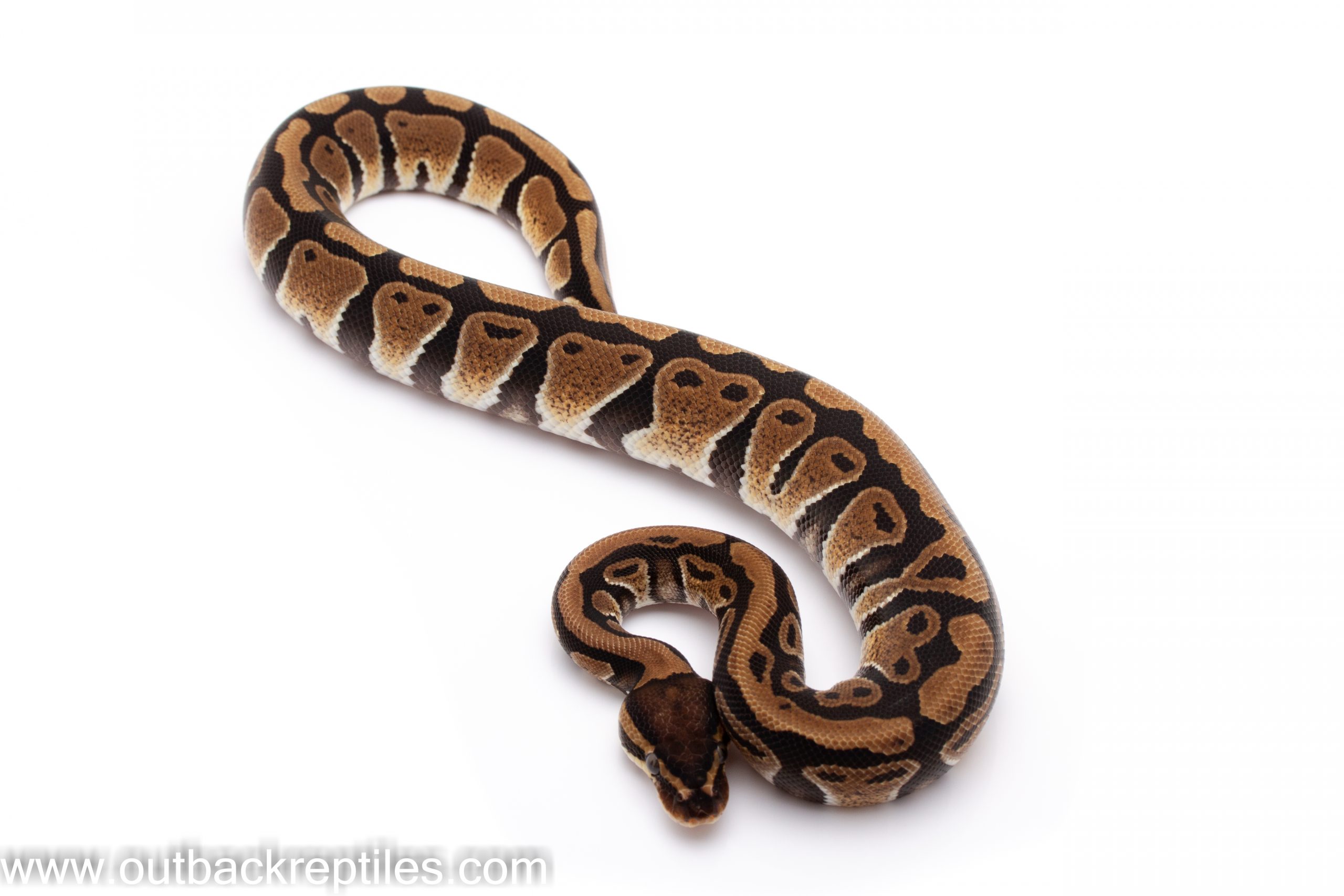 Ball Pythons (12 of 136) | Outback Reptiles