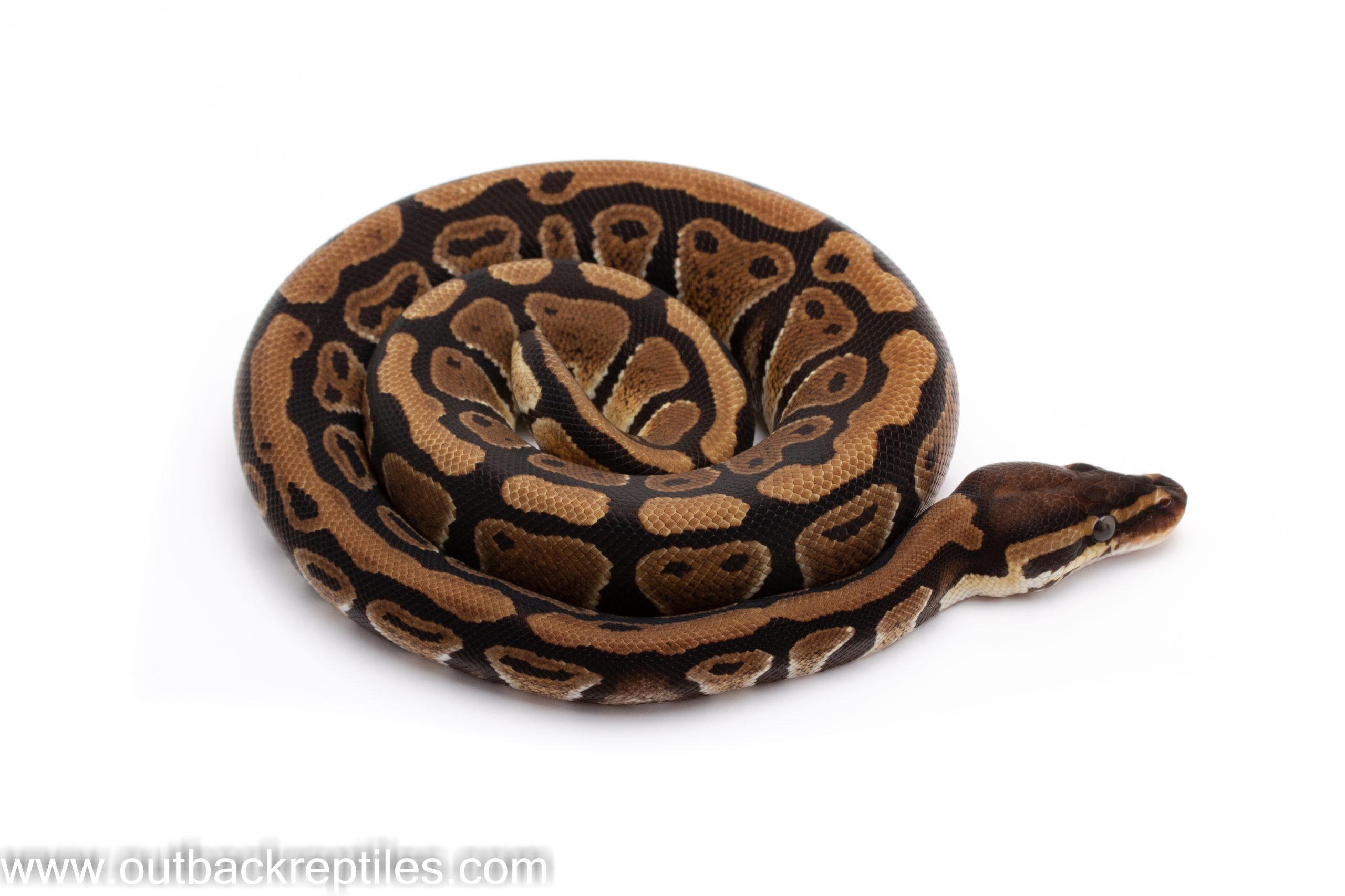 Ball Pythons (14 of 136) | Outback Reptiles