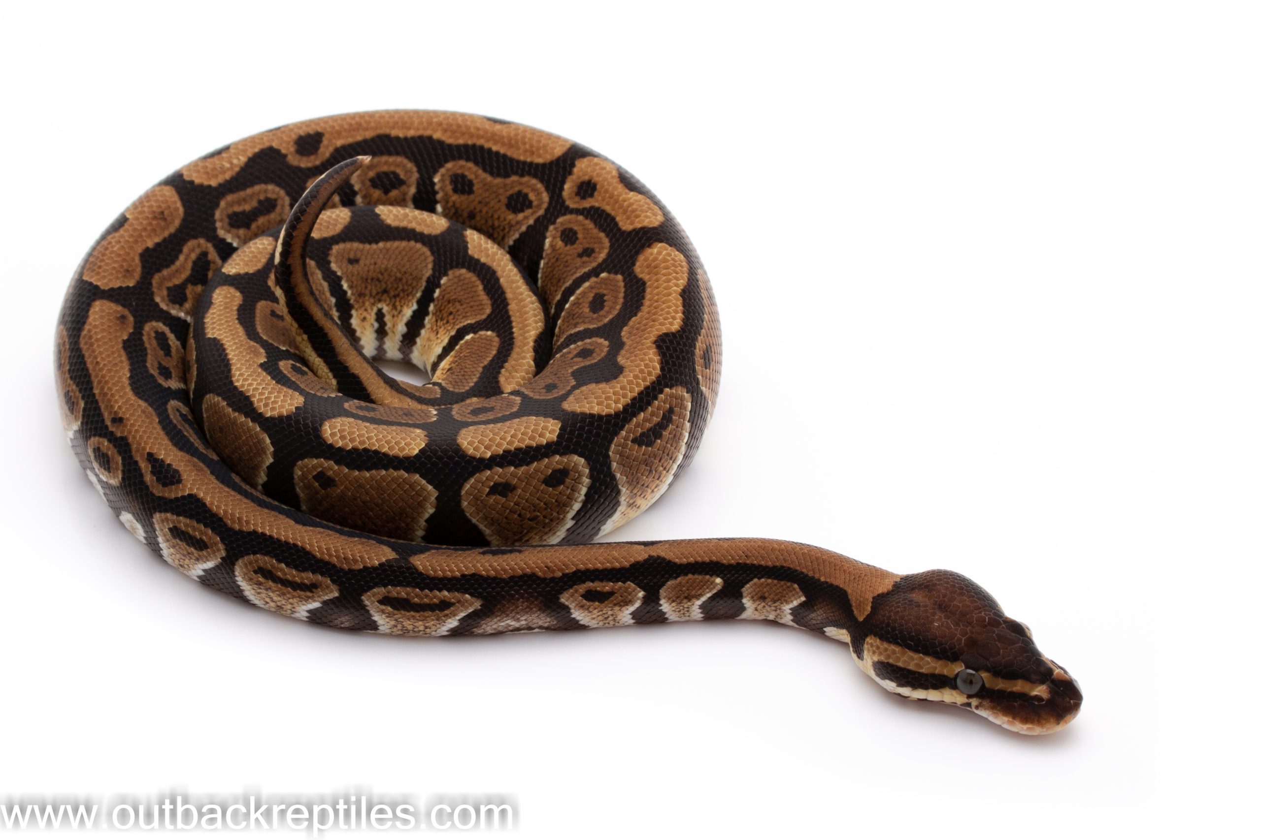 Ball Pythons (15 of 136) | Outback Reptiles