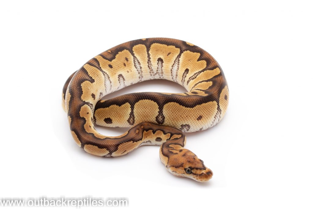 Ball Pythons for Sale | Outback Reptiles