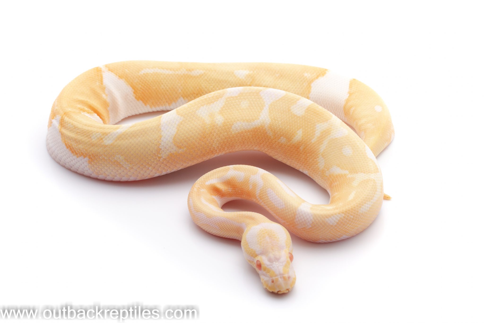 Ball Pythons (62 of 136) | Outback Reptiles