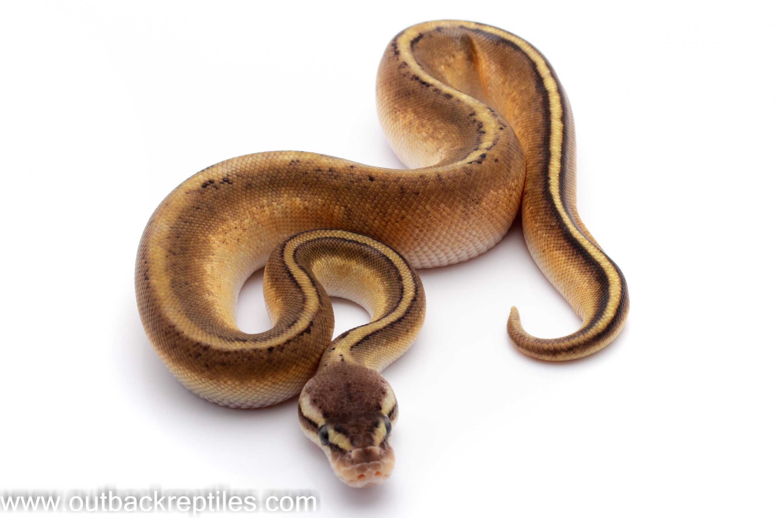 Ball Pythons (84 of 136) | Outback Reptiles