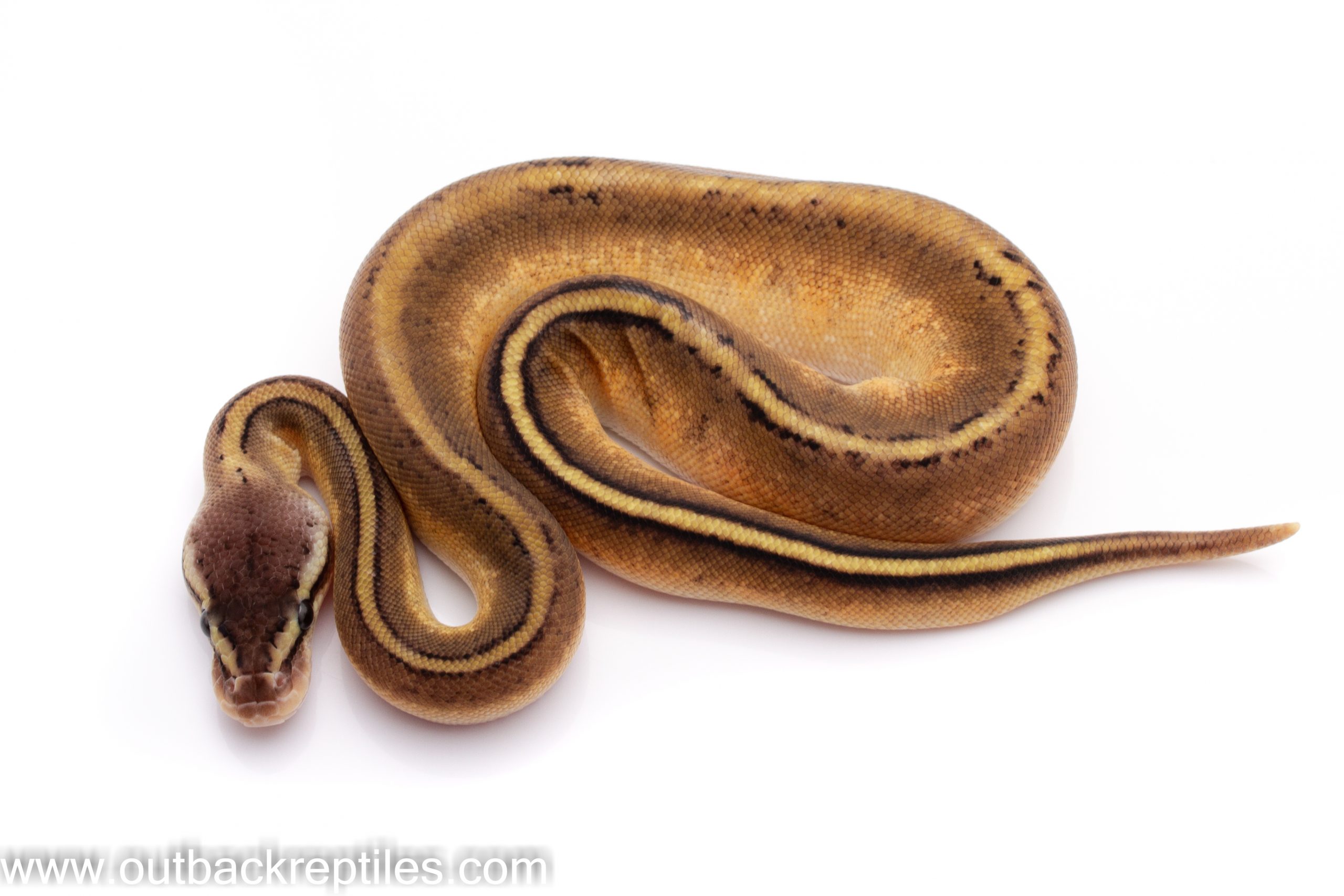 Ball Pythons (85 of 136) | Outback Reptiles