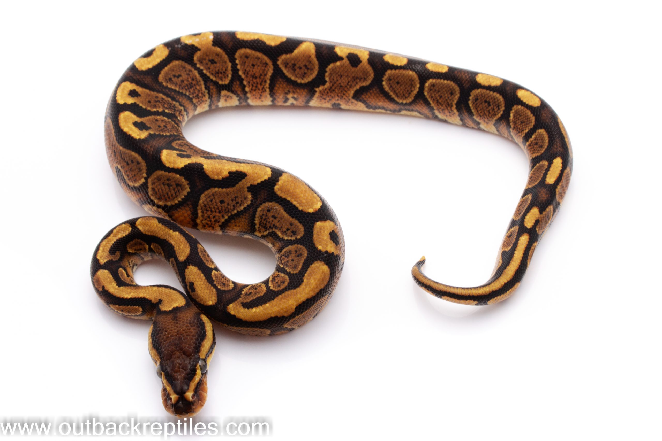 Ball Pythons (89 of 136) | Outback Reptiles