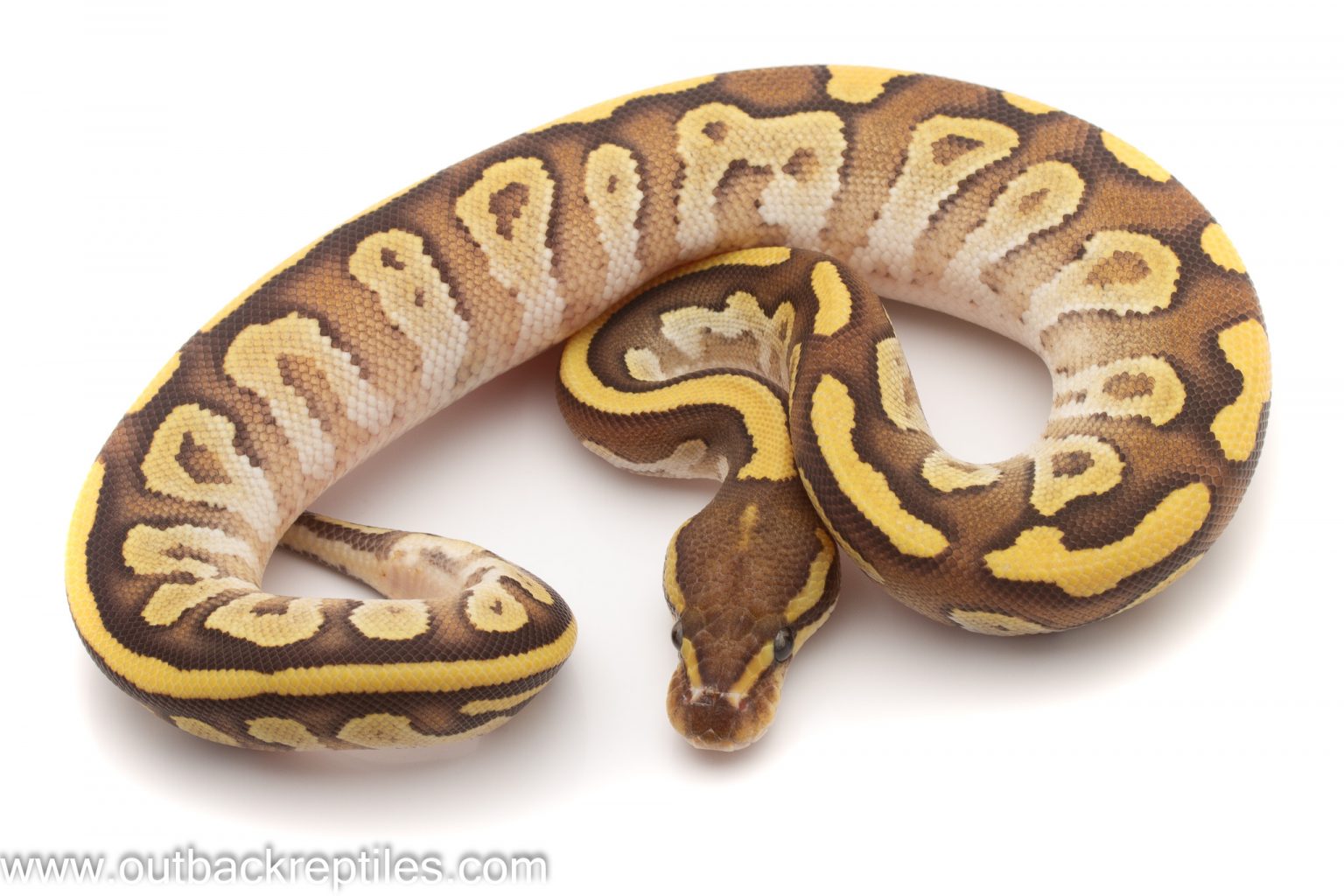 Ball Pythons for Sale | Outback Reptiles