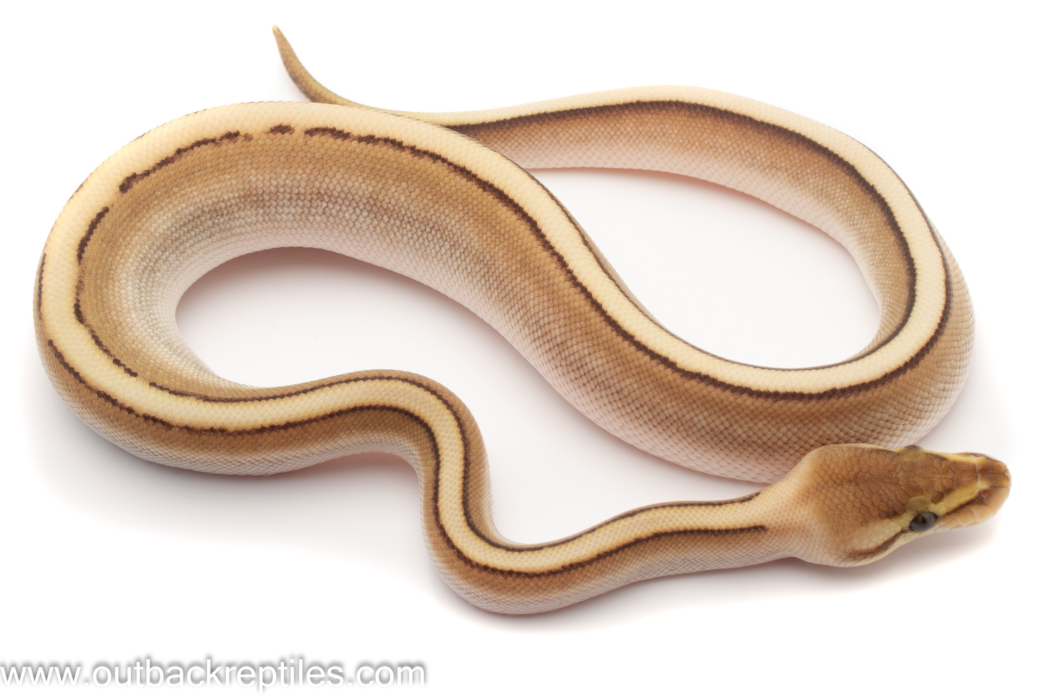 Ball Pythons for Sale | Outback Reptiles