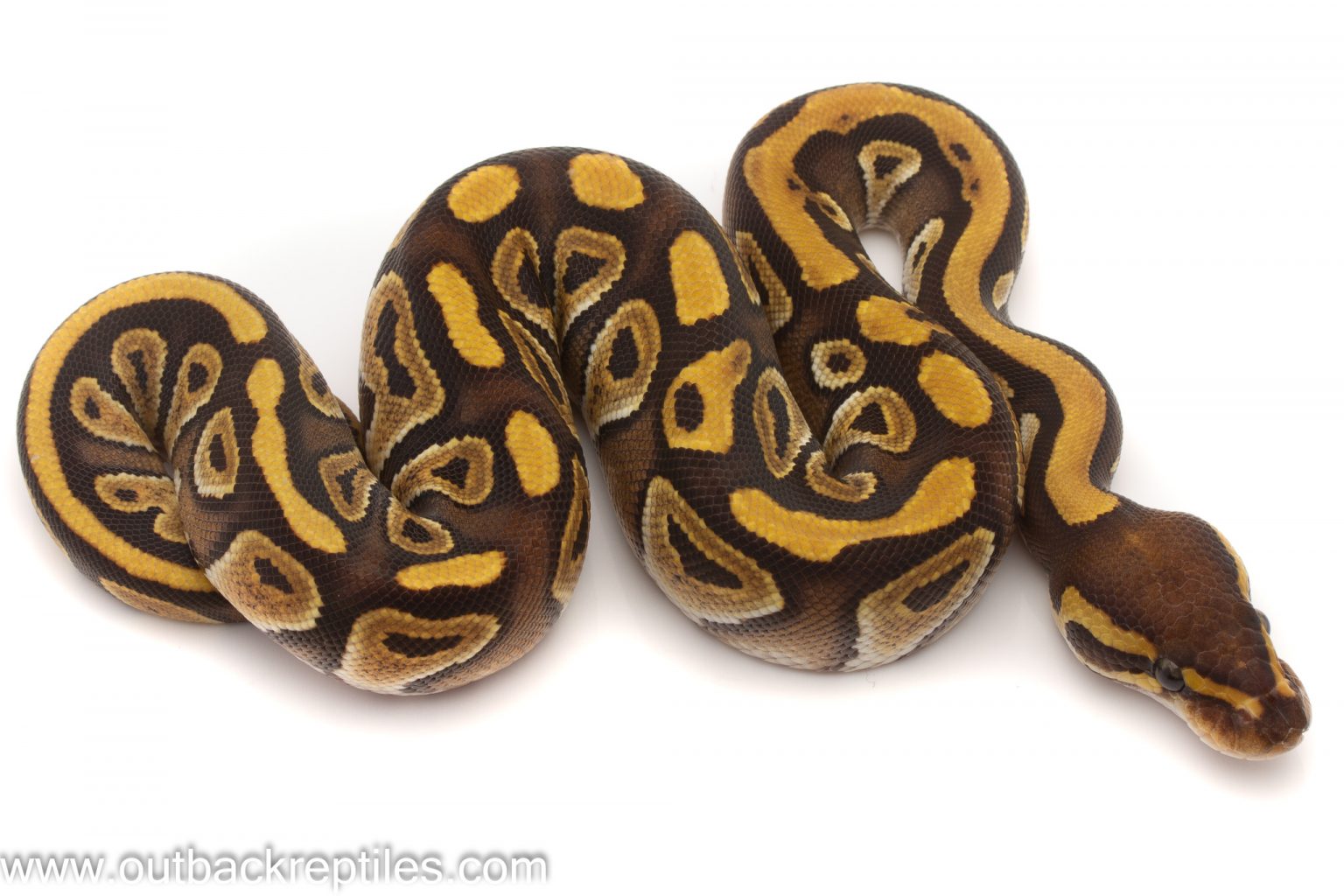 Ball Pythons for Sale | Outback Reptiles