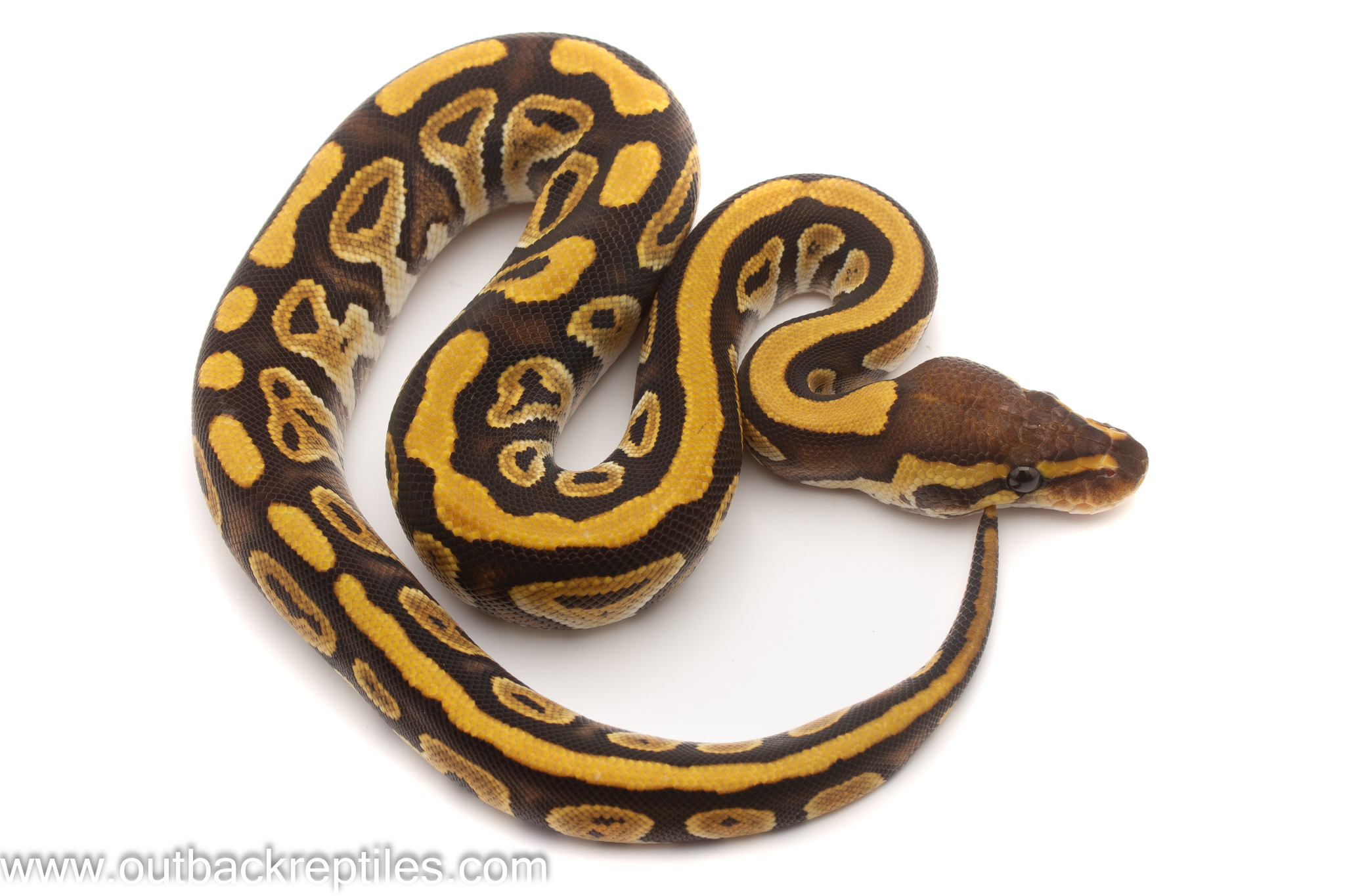 untitled-89 | Outback Reptiles