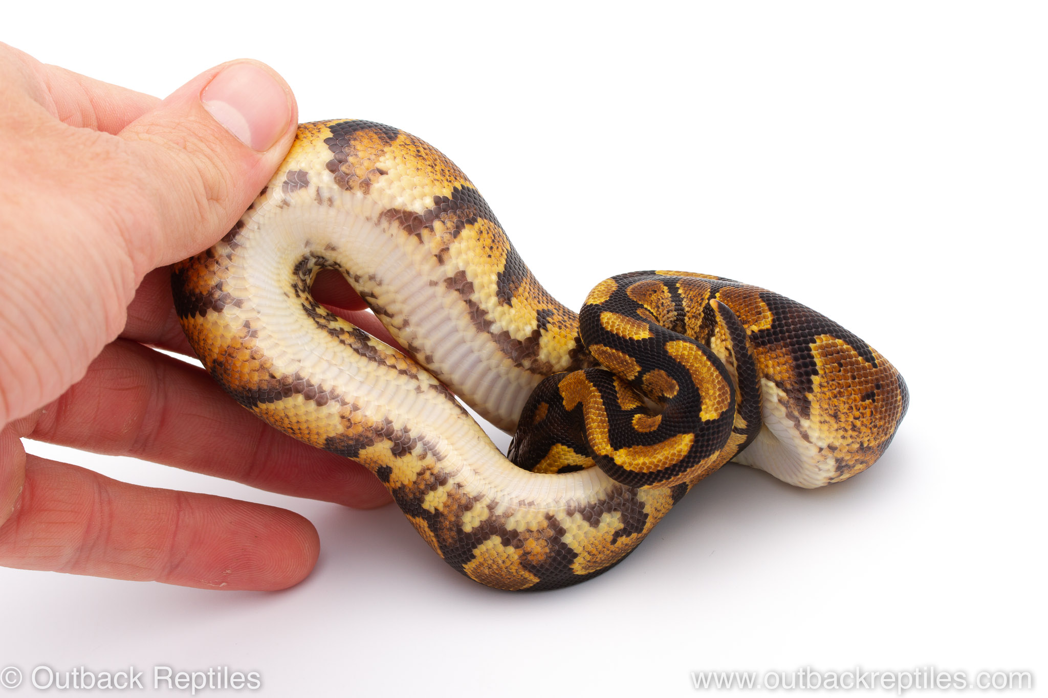 MD 124 | Outback Reptiles