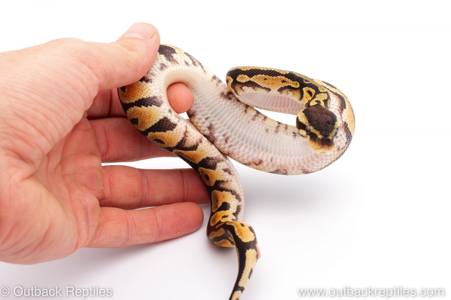 Out of Africa Ball Pythons | Outback Reptiles